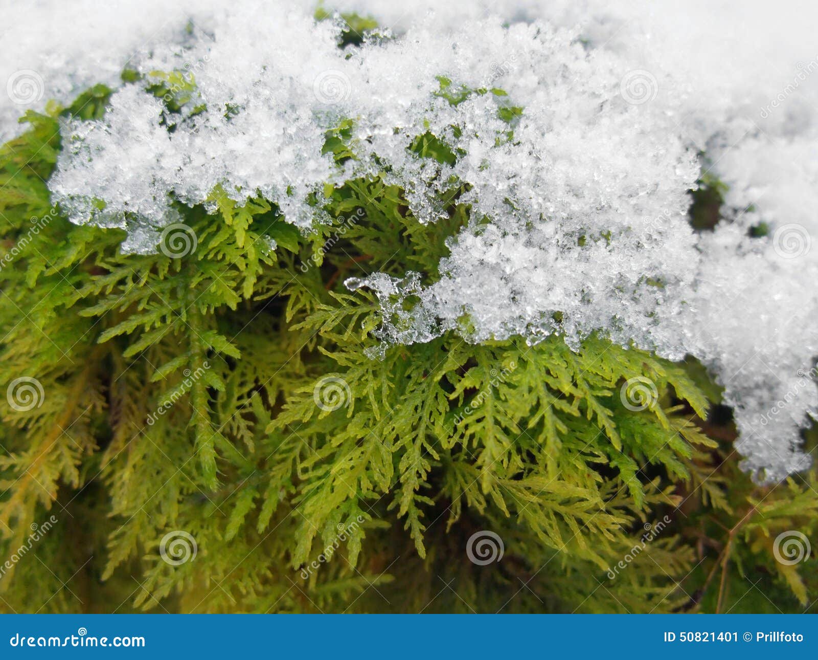 Snow covered moss stock image. Image of snowflake, cold - 50821401
