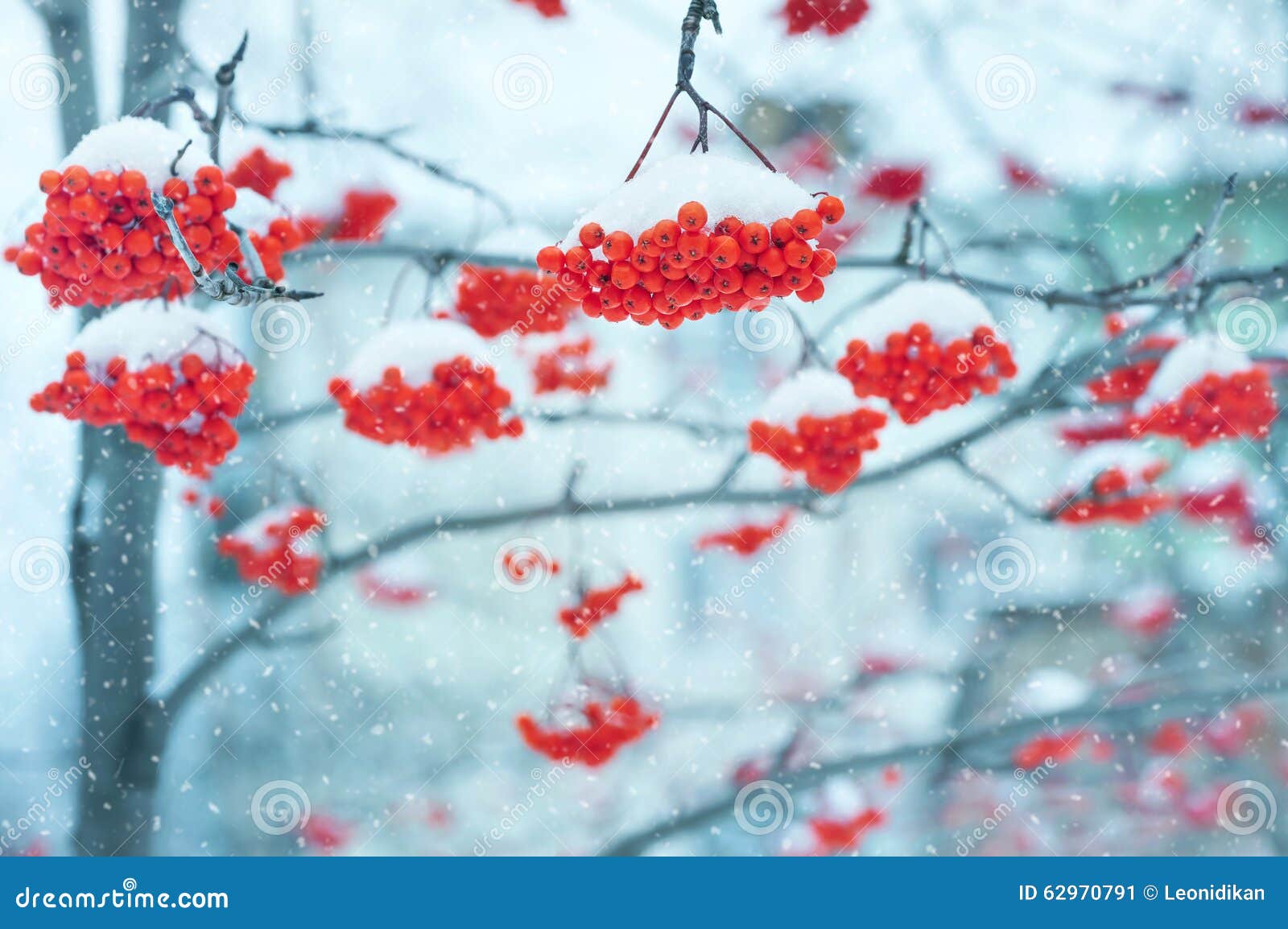 Snow-covered mountain ash stock image. Image of frosty - 62970791