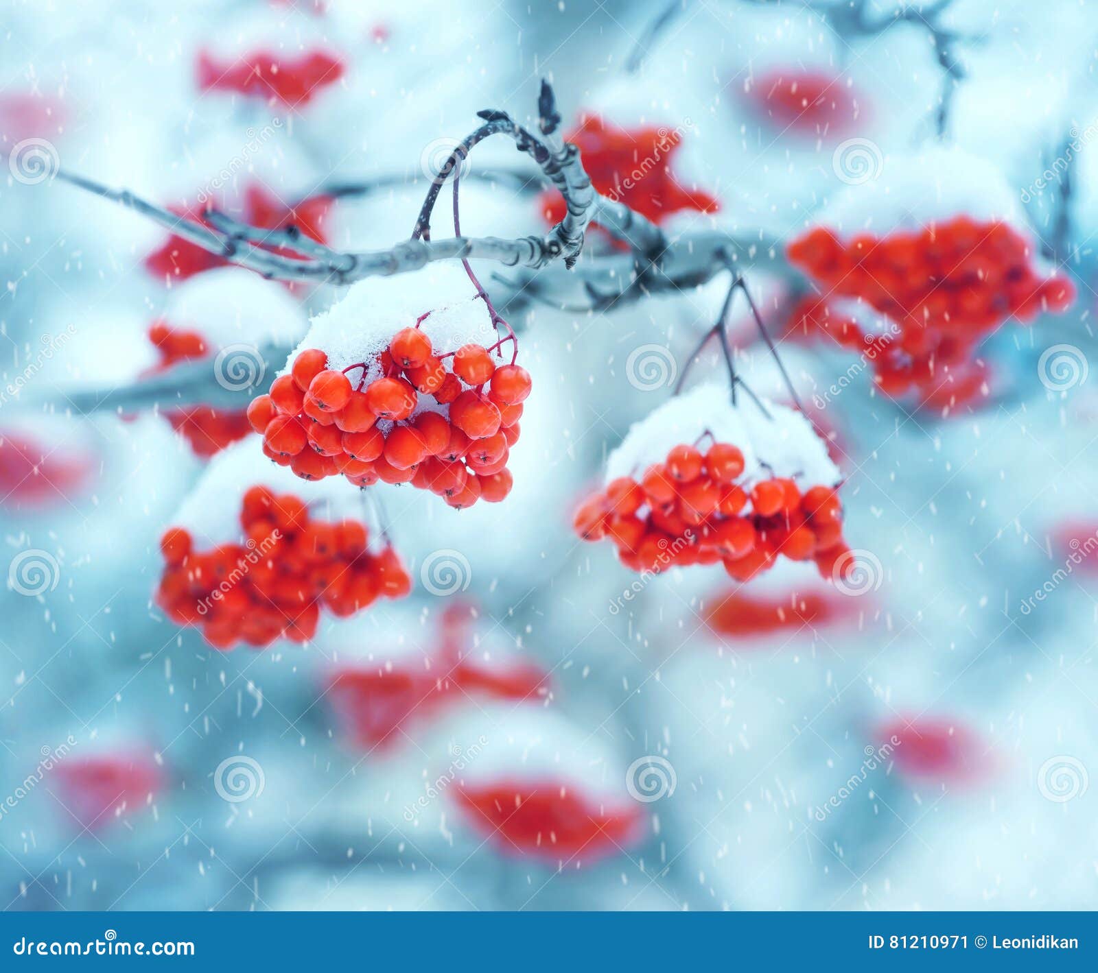 Snow-covered mountain ash stock image. Image of fruit - 81210971