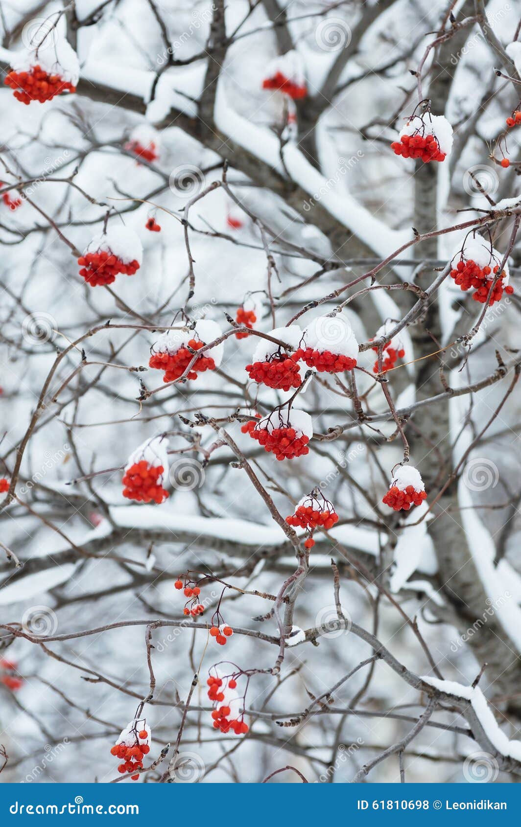 Snow-covered mountain ash stock photo. Image of beauty - 61810698