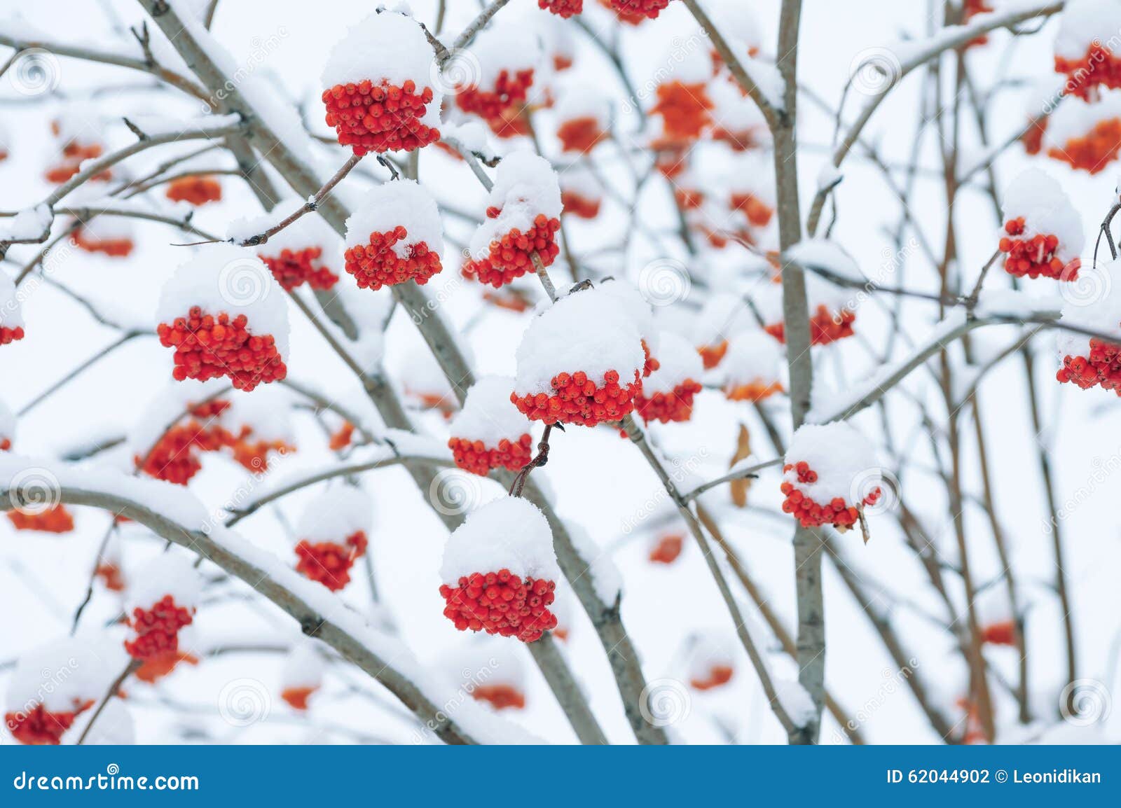 Snow-covered mountain ash stock photo. Image of macro - 62044902