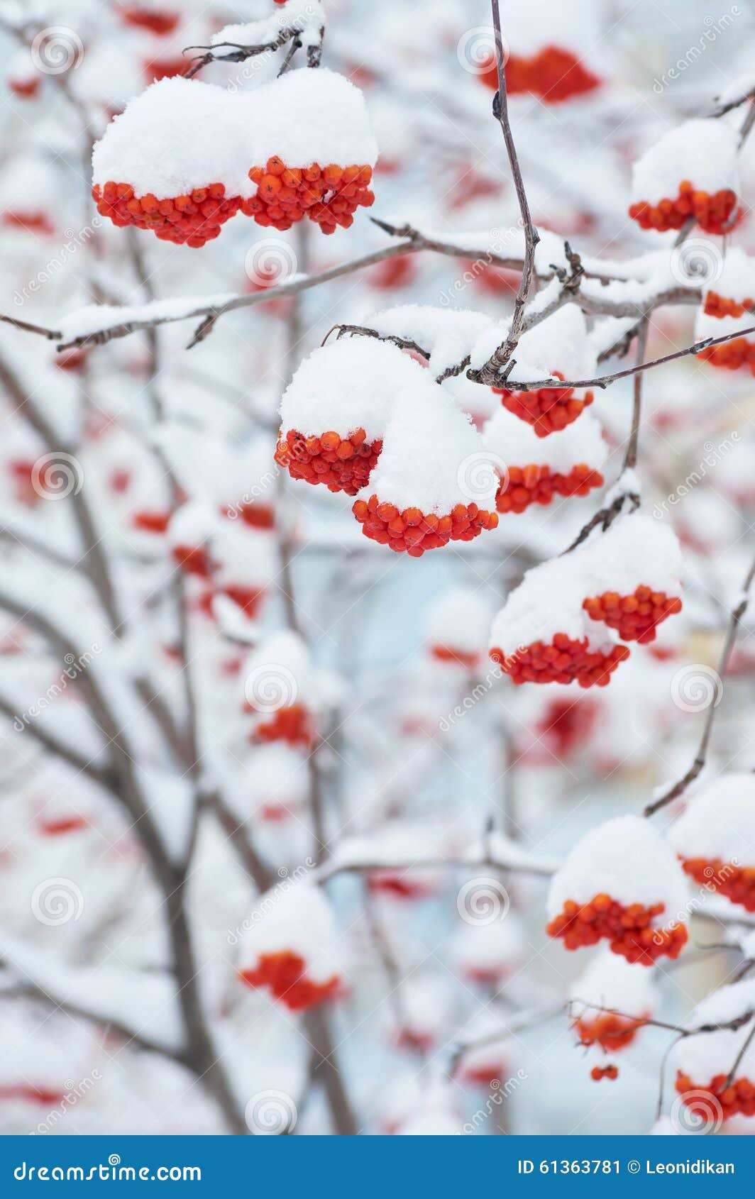 Snow-covered mountain ash stock image. Image of frosted - 61363781