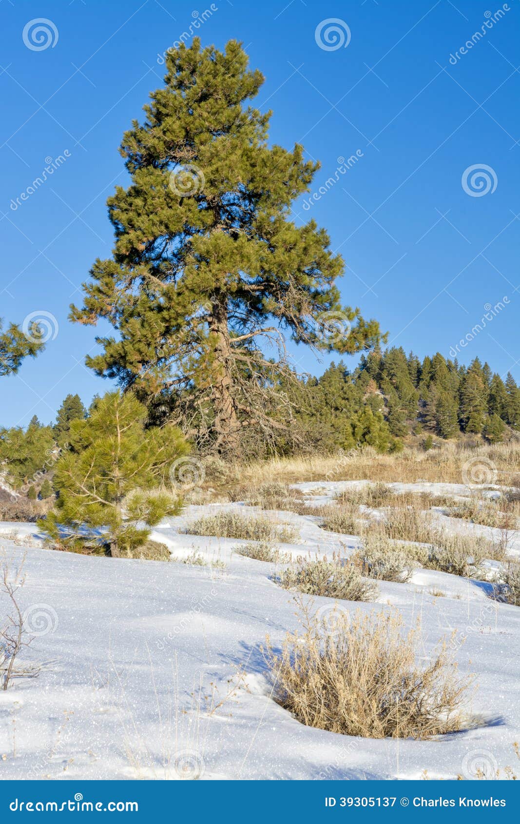 Snow Covered Mountain Top with a Pine Tree Stock Image - Image of ...