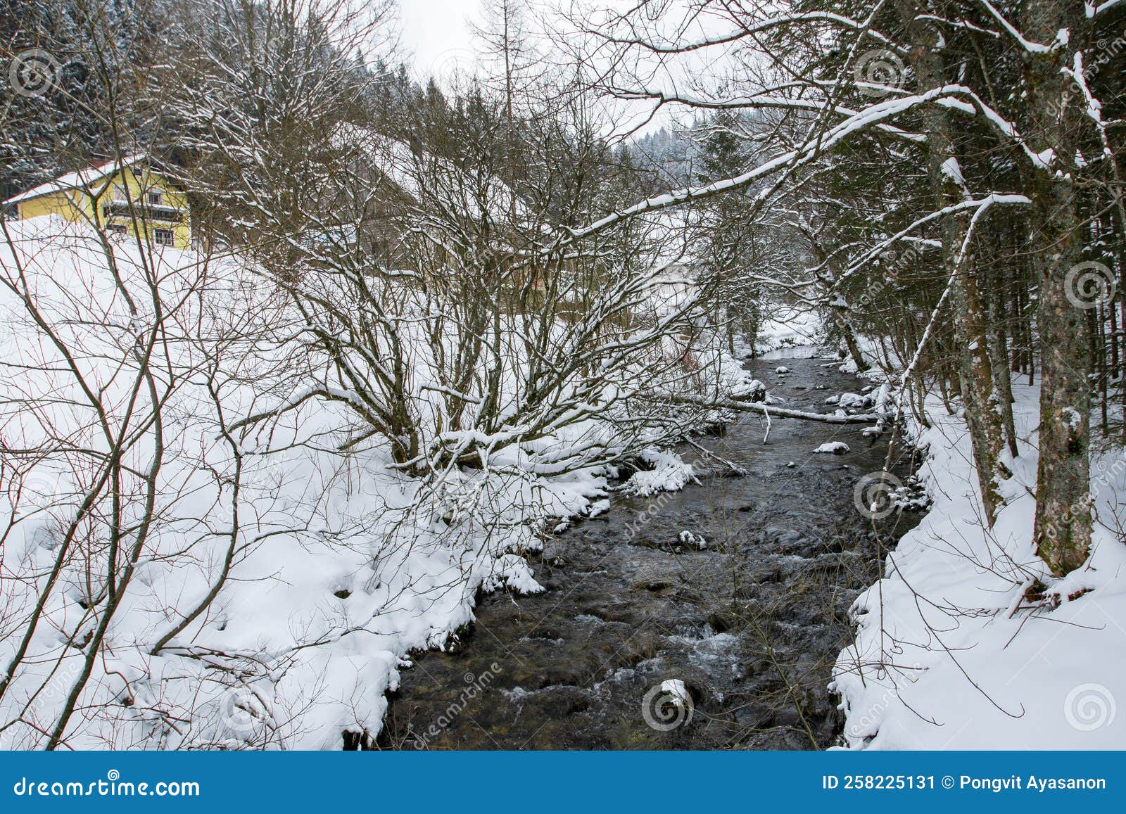 Snow Covered Mountains and Pines on a Heavy Snow Day in Austria Stock ...