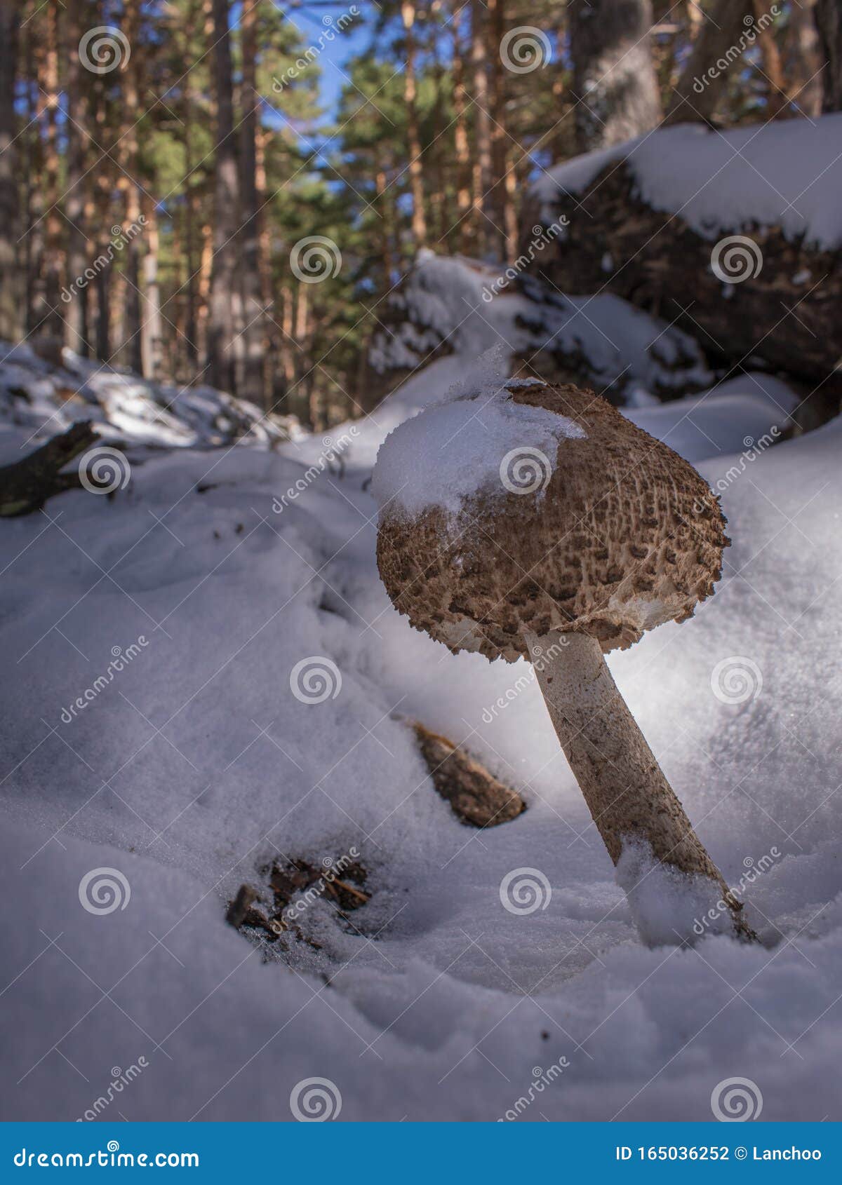 Snow-covered Mushroom in Snowy Landscape. Stock Photo - Image of snow ...