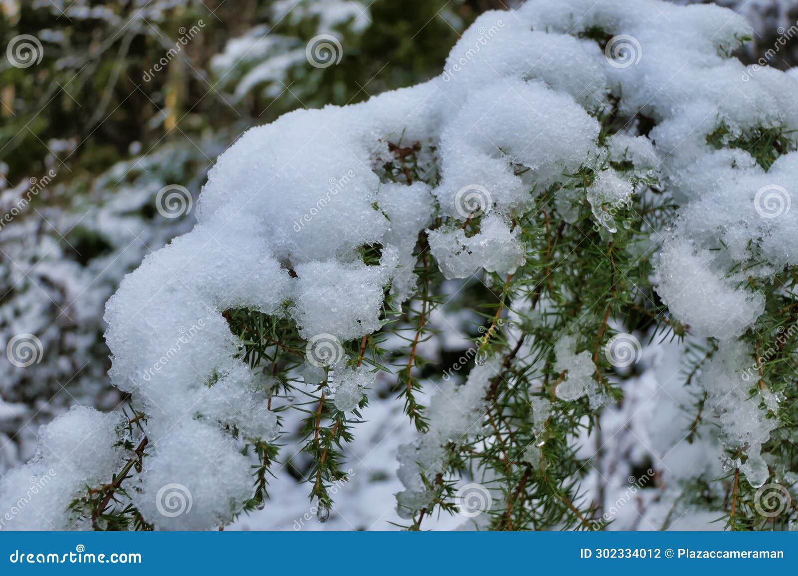 Juniperus Communis in Winter Stock Photo - Image of healthy, botanical ...
