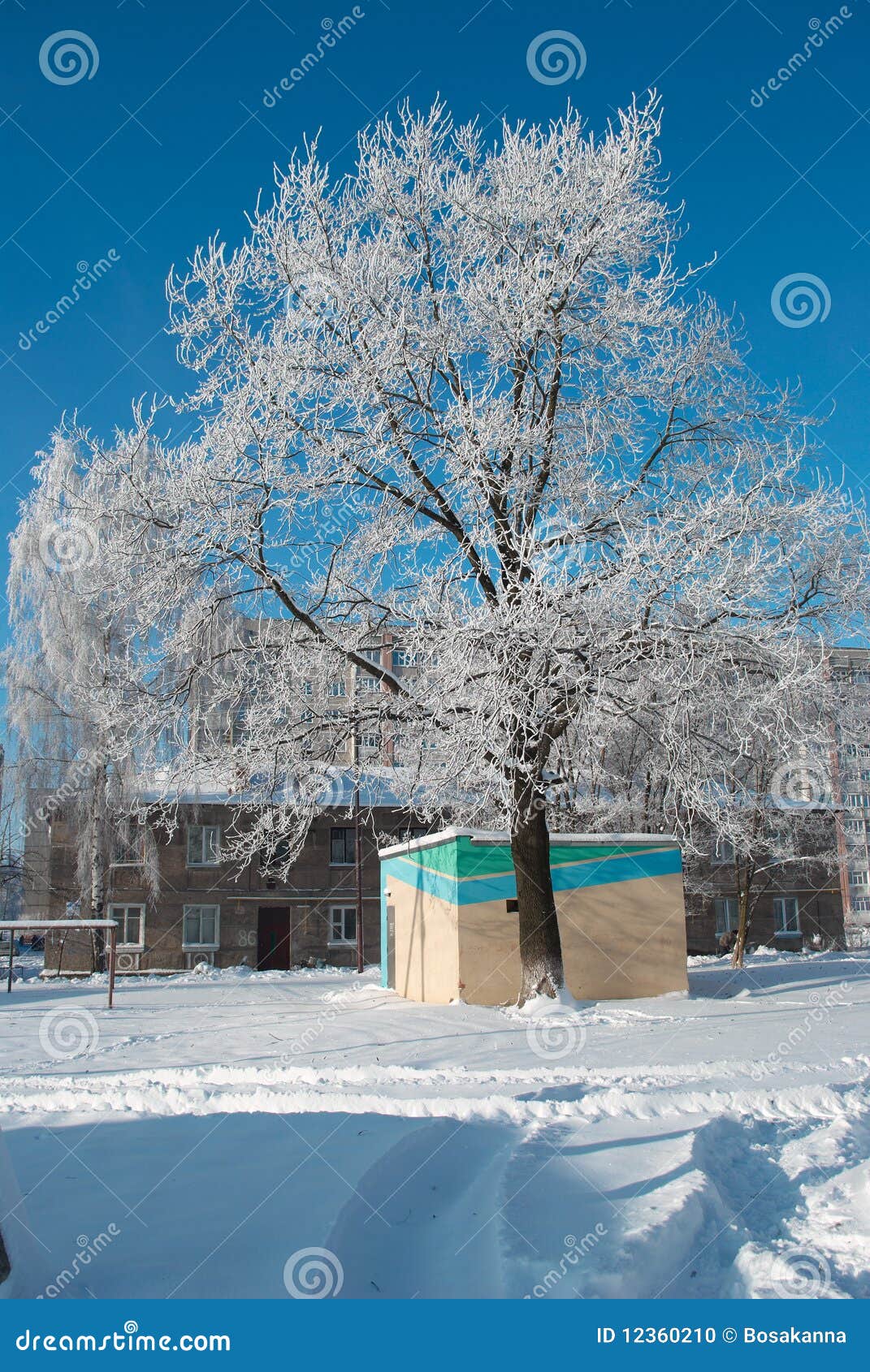 Snow covered oak stock photo. Image of background, focus - 12360210