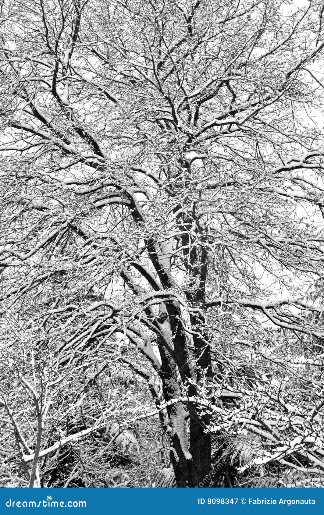 Snow covered oak tree stock image. Image of white, winter - 8098347