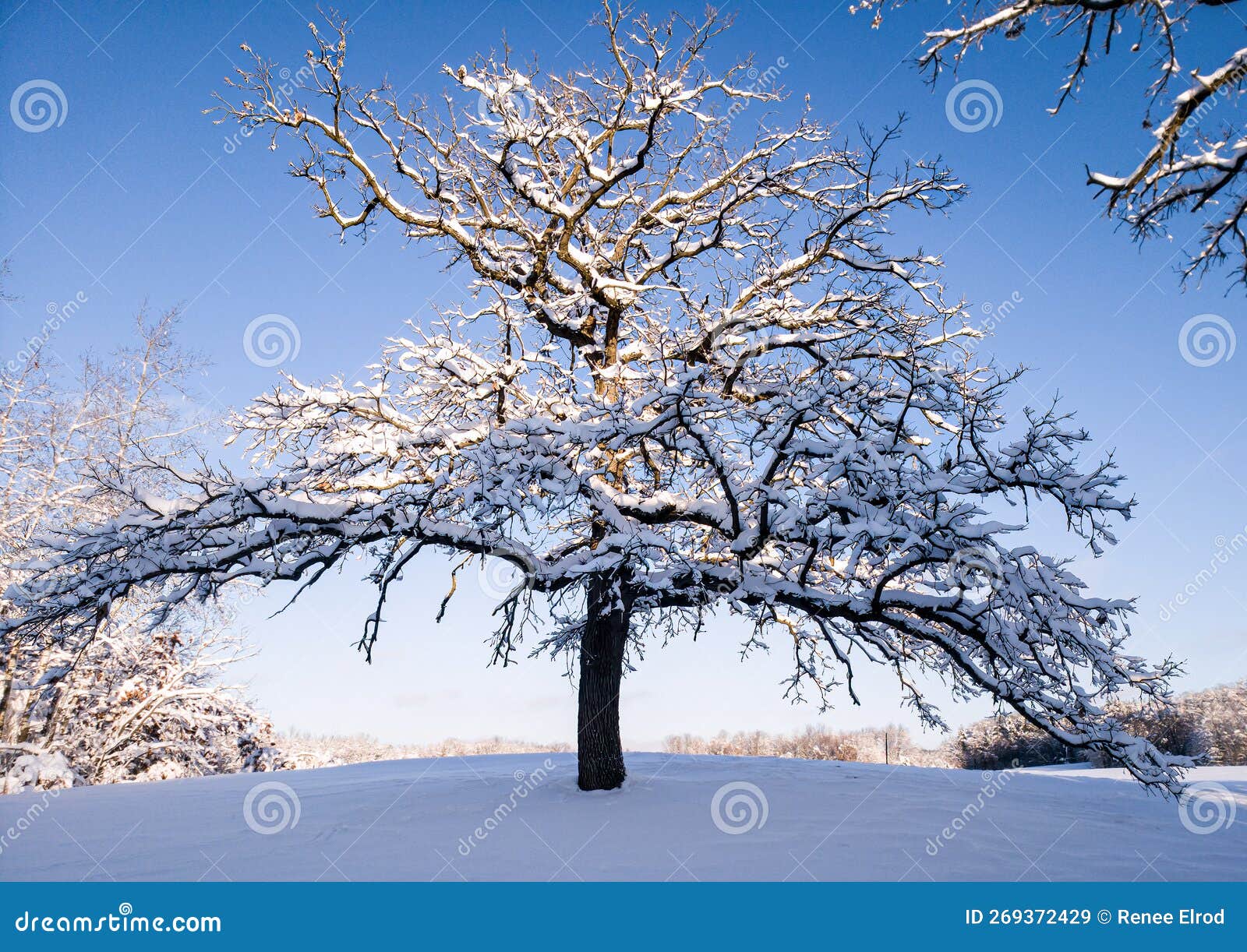 Snow Covered Oak Tree on a Cold Winter Day in Wisconsin Stock Image ...