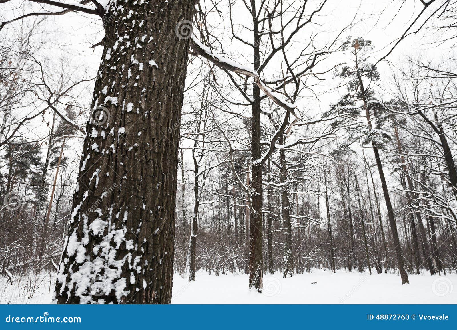 Snow Covered Oak Tree on the Edge of Forest Stock Photo - Image of ...