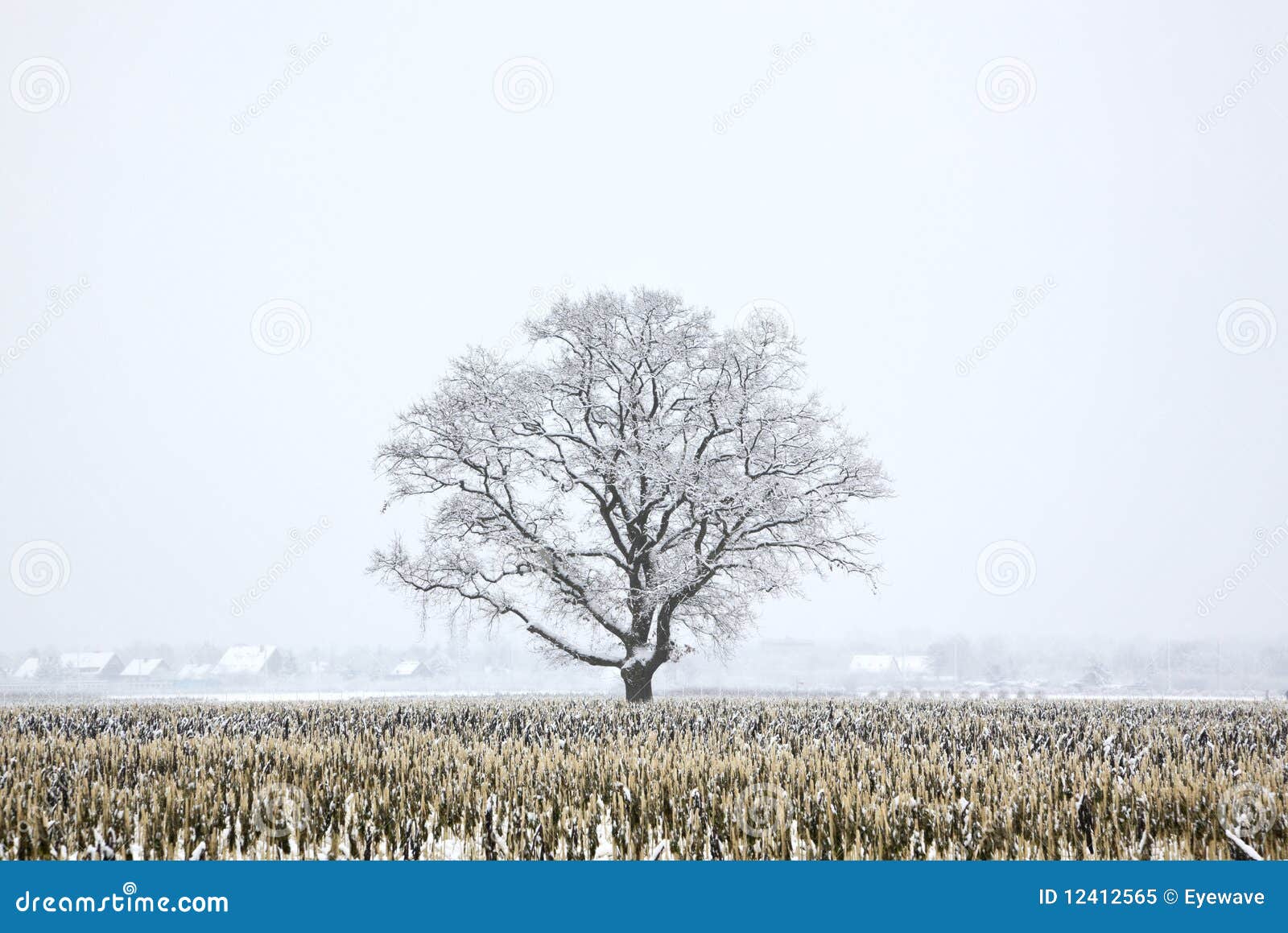 Snow-covered Oak Tree on Field Stock Image - Image of rural, weather ...