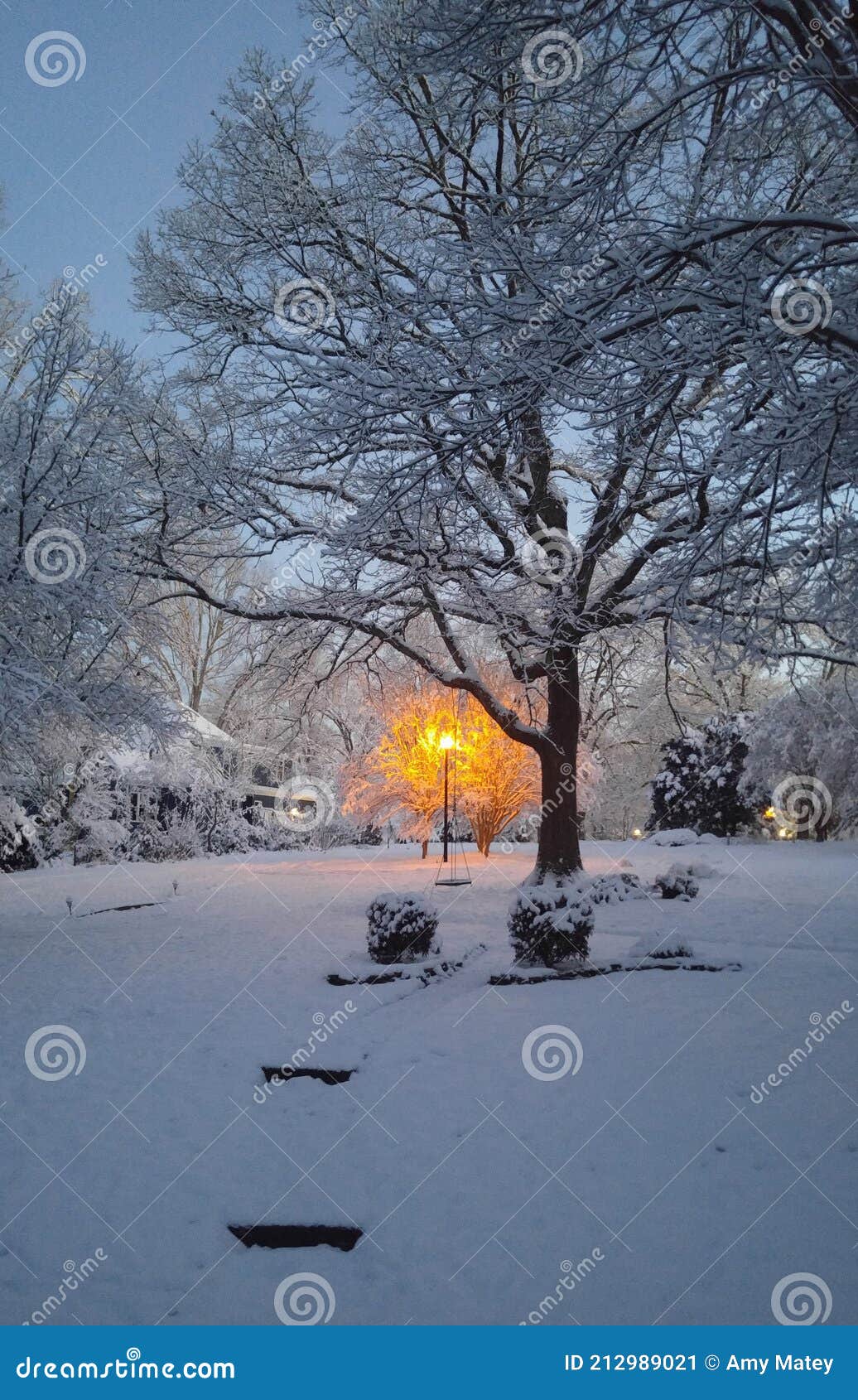 Snow Covered Oak Tree, Raleigh NC Stock Image - Image of branch, spring ...