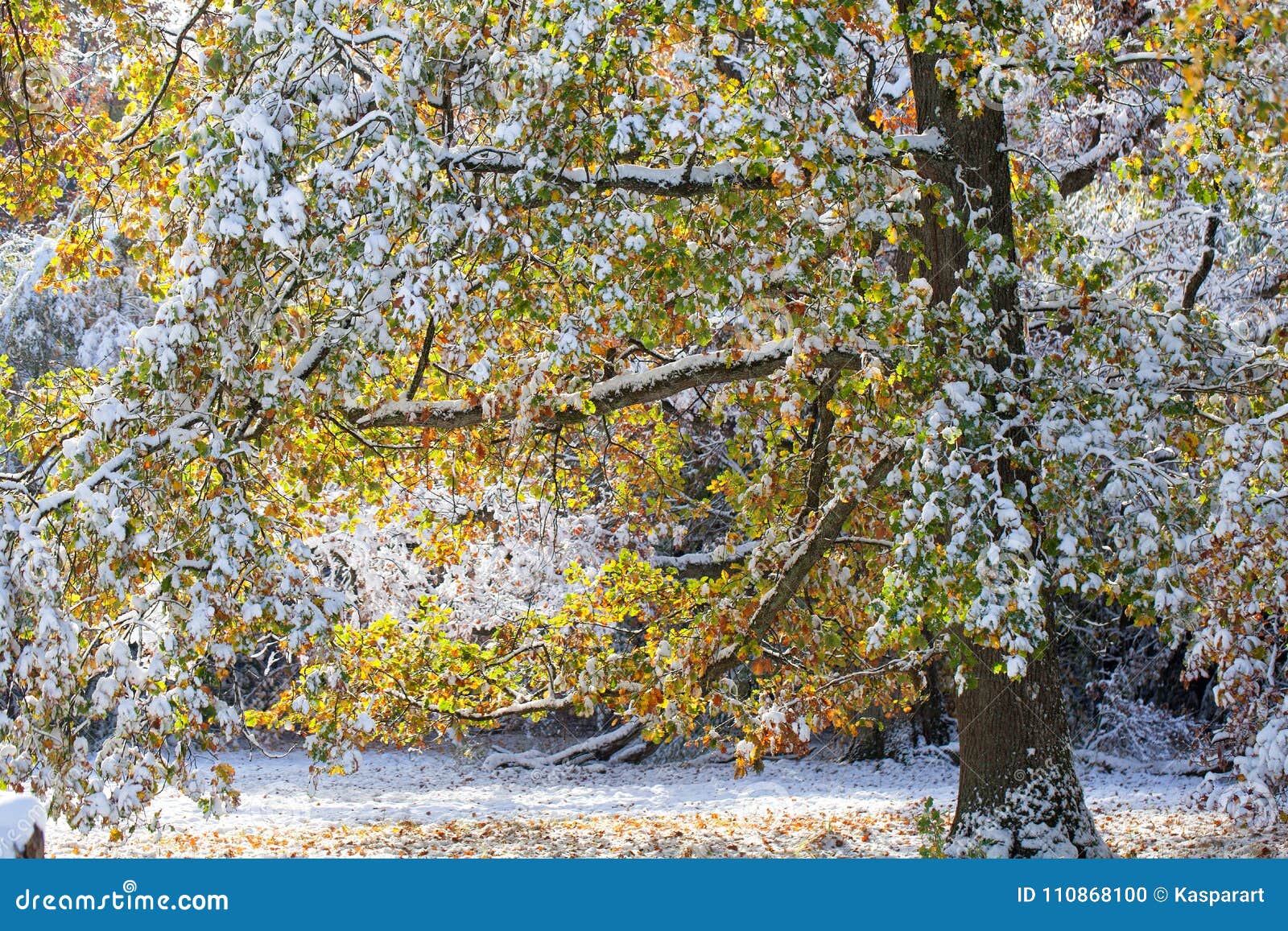 Snow Covered Old Oak Tree with Autumnal Colored Leaves Stock Photo ...