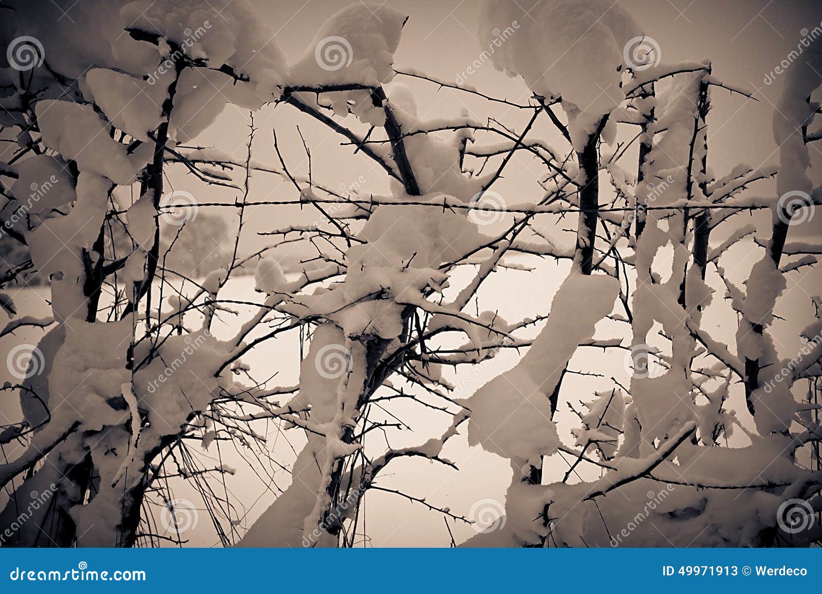 Snow Covered Open Hedge and Barbed Wire Stock Image - Image of boundary ...