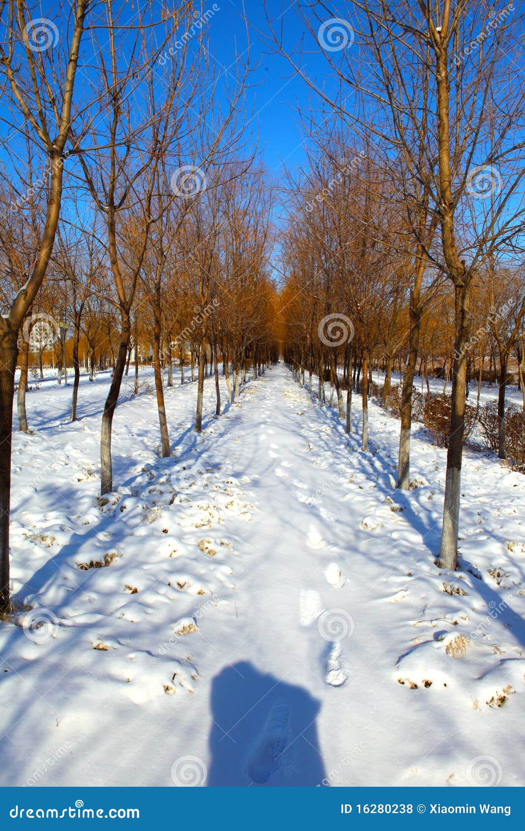 Snow Covered Path stock photo. Image of climate, rural - 16280238