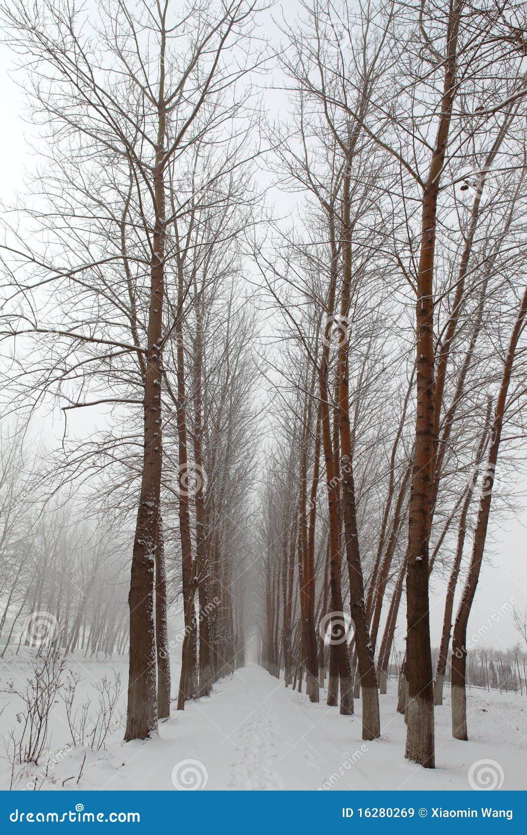 Snow Covered Path stock image. Image of flora, path, remote - 16280269