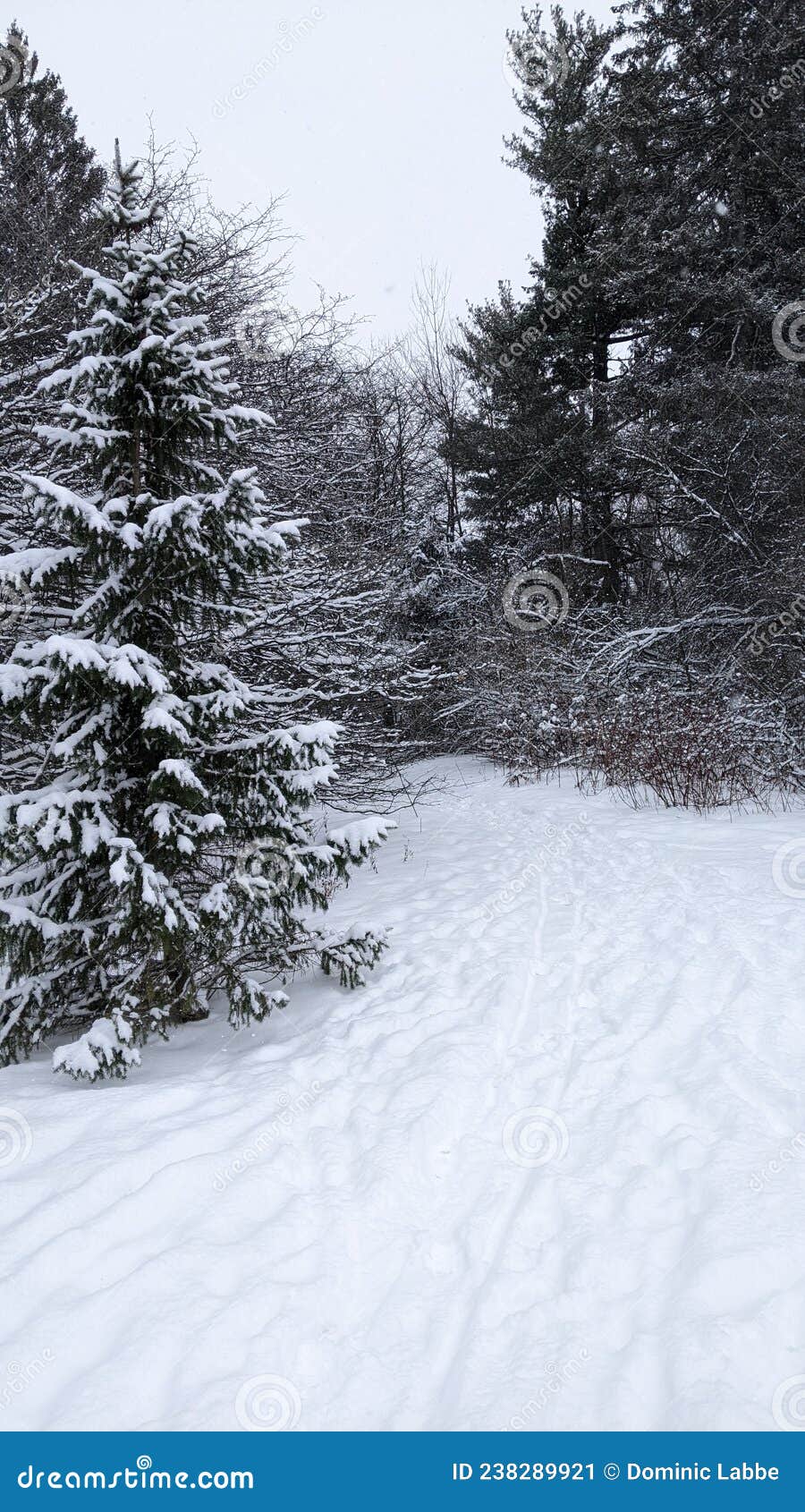 Snow covered path stock image. Image of winter, little - 238289921