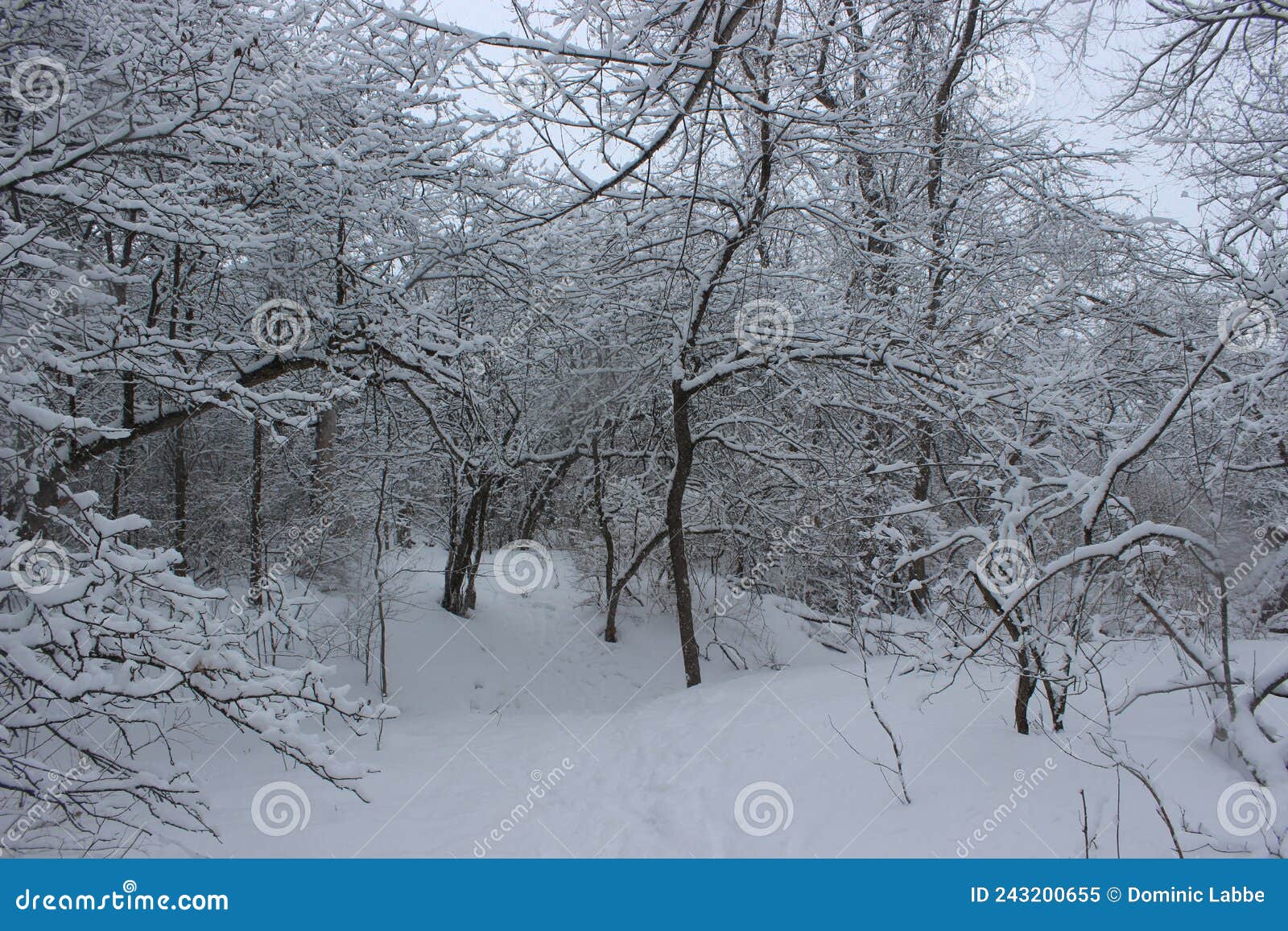 Snow covered path stock image. Image of snow, winter - 243200655