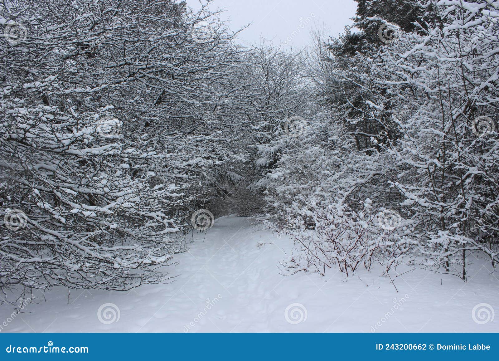 Snow covered path stock photo. Image of forest, outdoor - 243200662