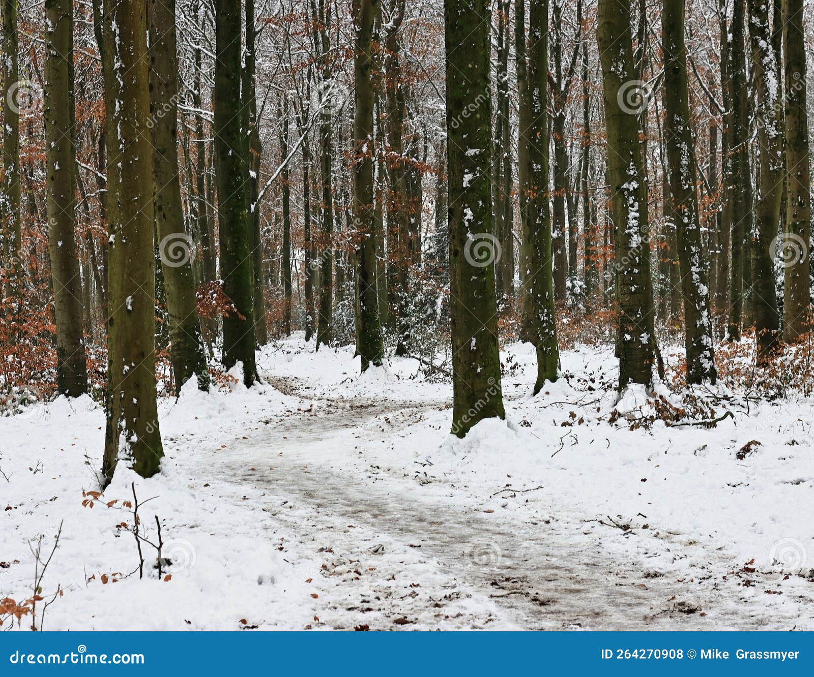Snow Covered Path through Frithwoods Near Stroud, England. Stock Photo ...