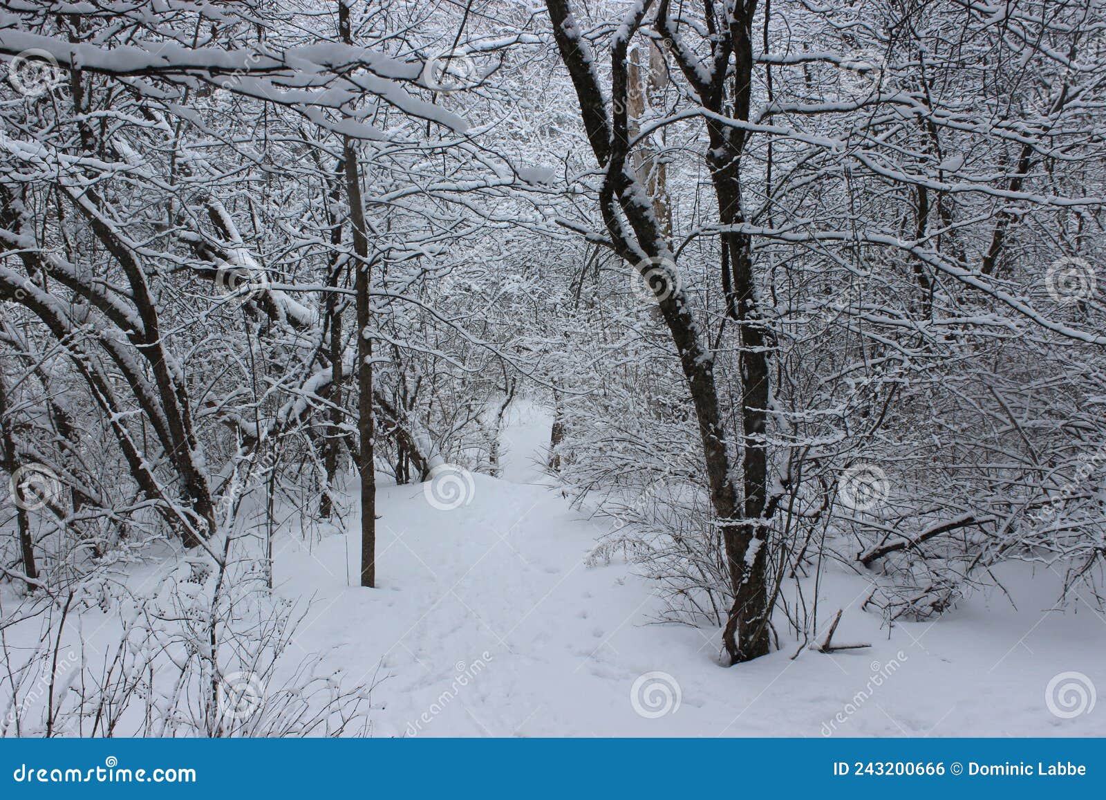 Snow covered path stock photo. Image of quebec, covered - 243200666