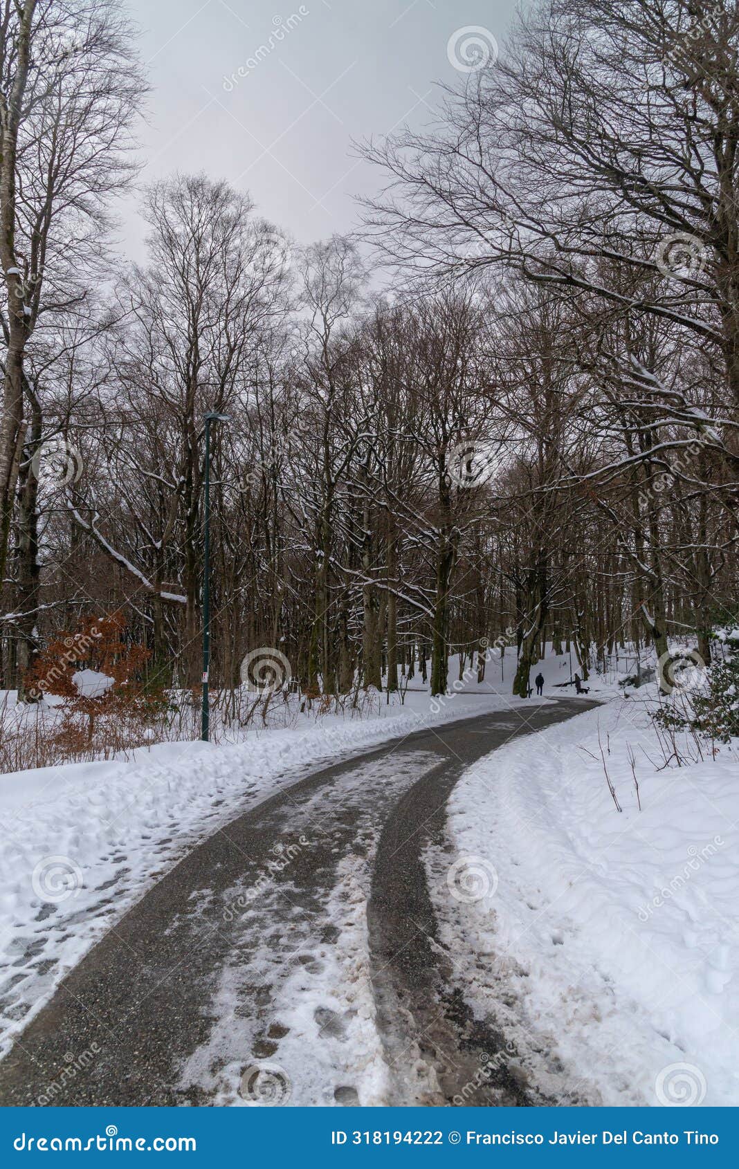 Snow-Covered Path through a Forested Park Stock Photo - Image of nature ...