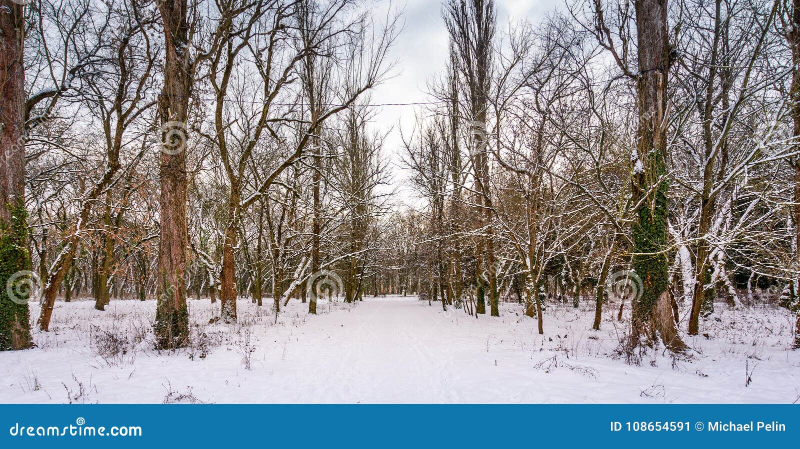 Snow Covered Path among the Leafless Trees Stock Image - Image of tree ...