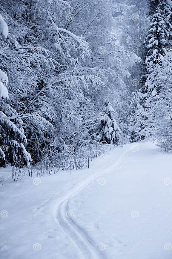 Snow-covered Path Meandering through the Forest Stock Photo - Image of ...
