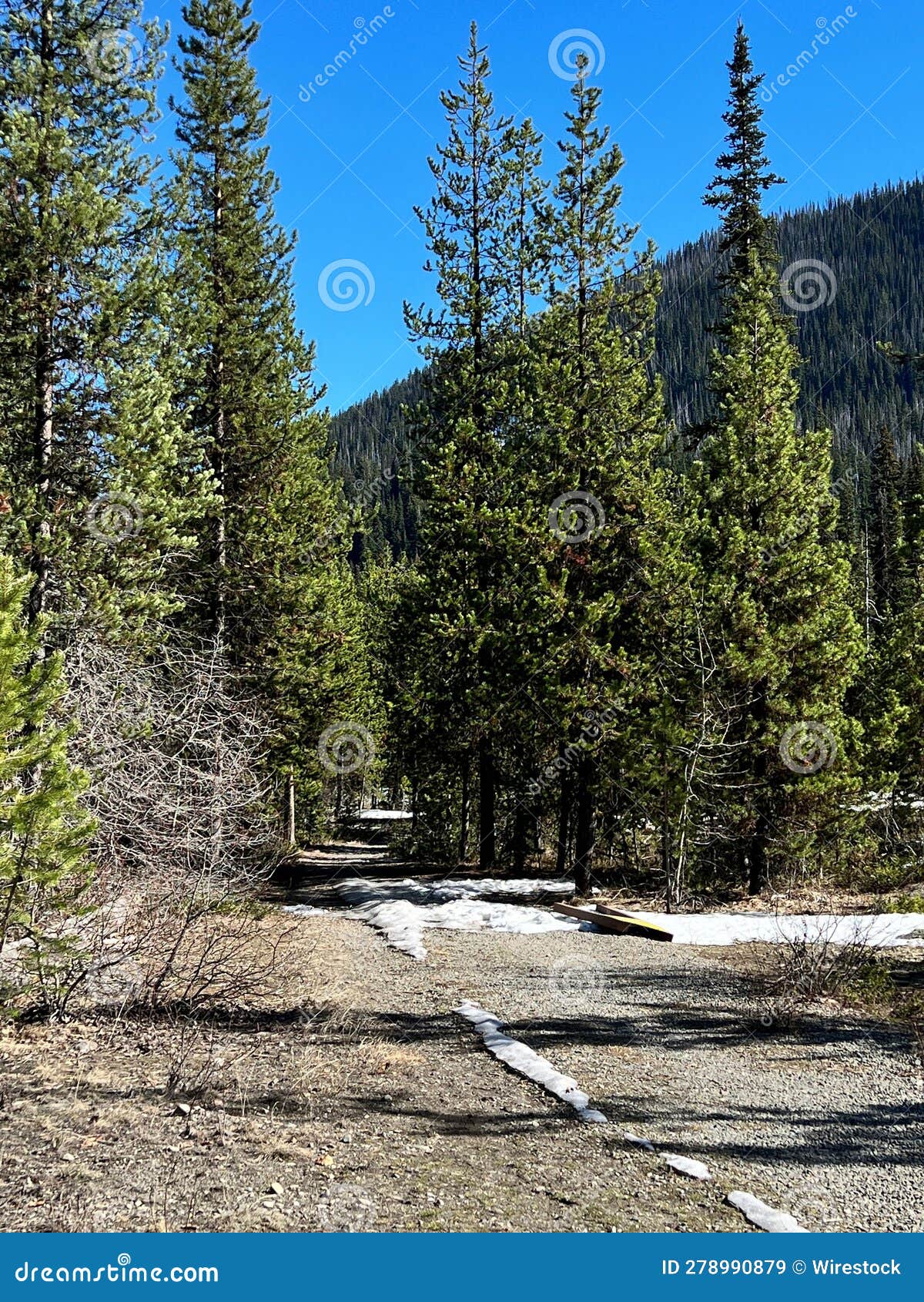 Snow-covered Path between Pine Trees in a Scenic Winter Landscape Stock ...