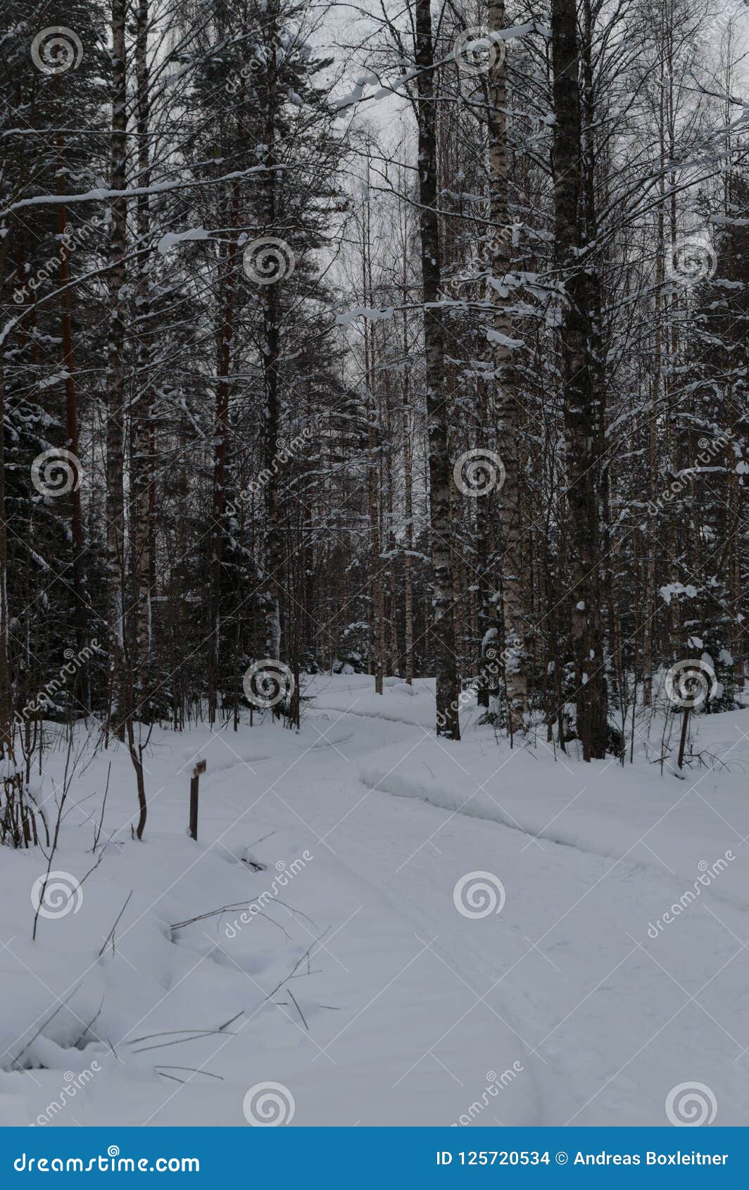 Snow Covered Path in Scandinavian Winter Forest Stock Photo - Image of ...