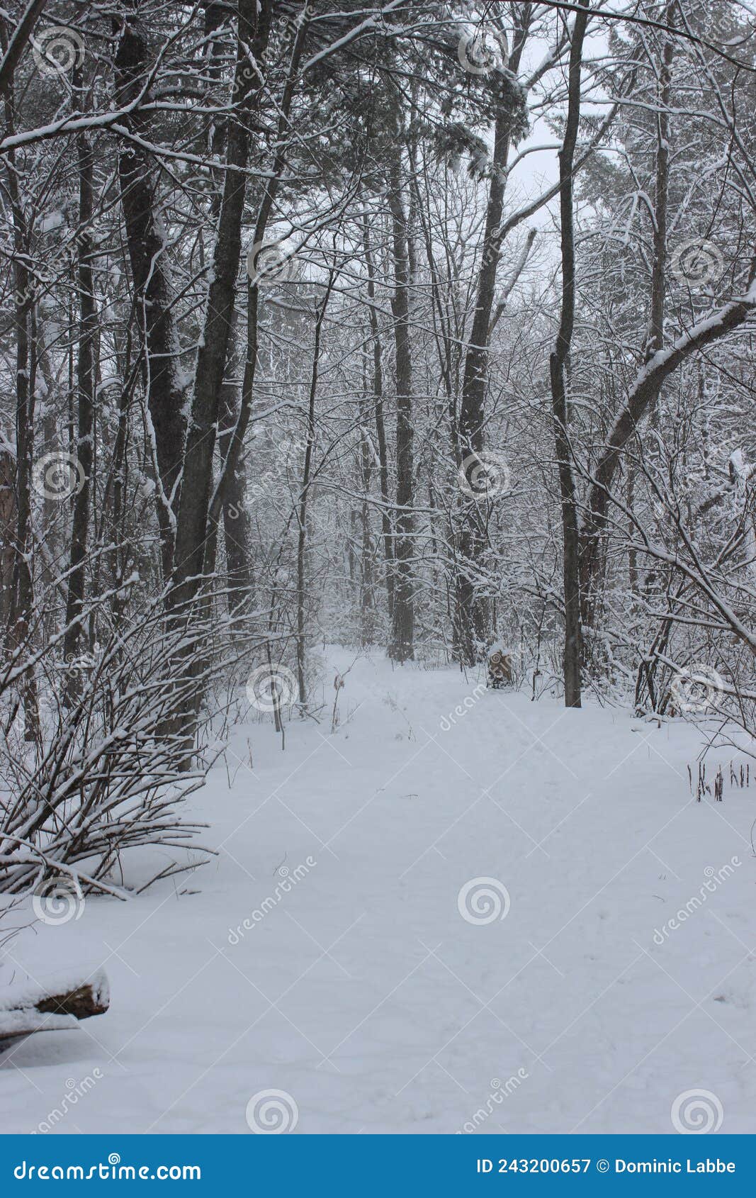 Snow covered path stock image. Image of covered, canada - 243200657