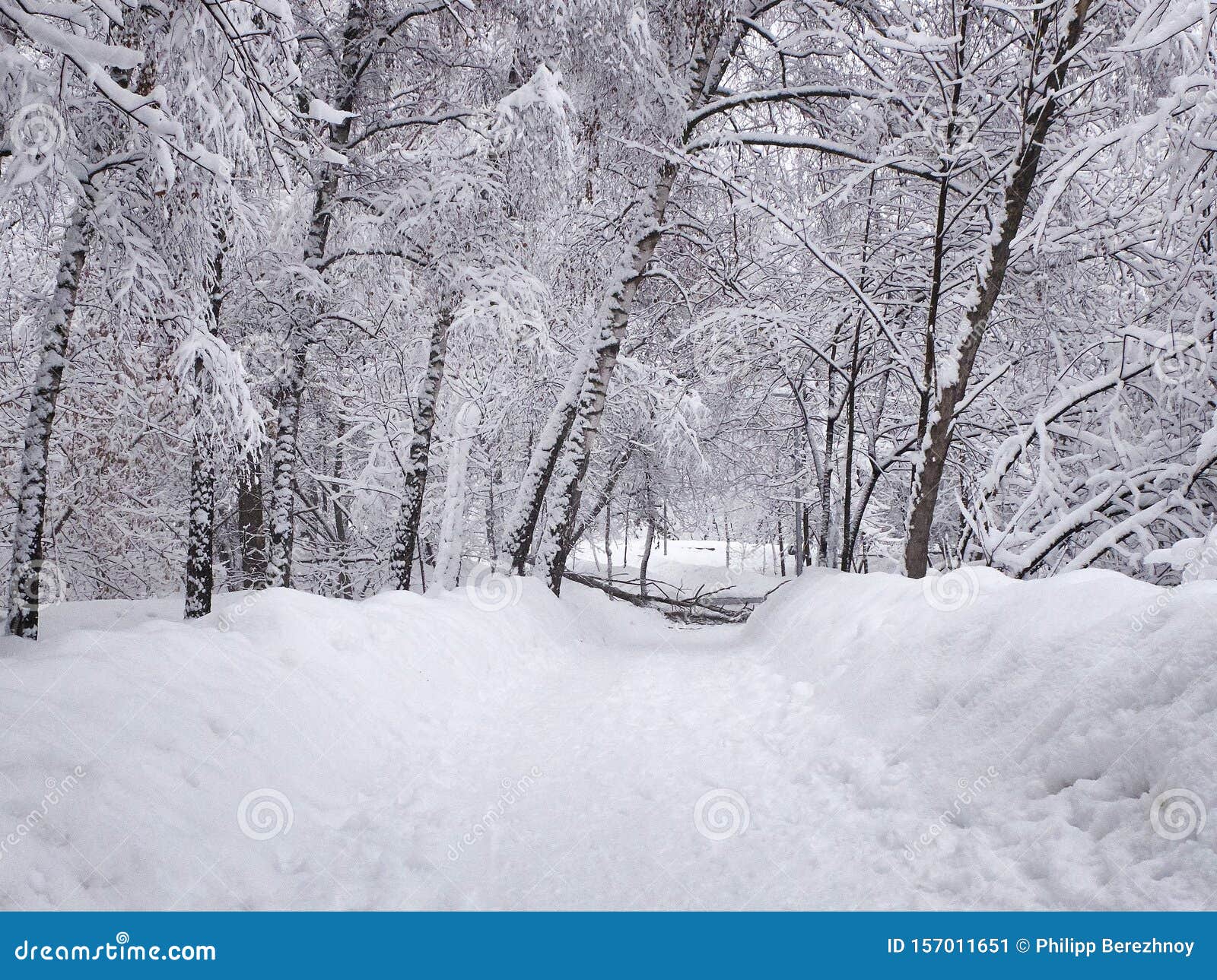 Snow-covered Path, Stuck Snow on the Trees and Broken Fallen Tree ...