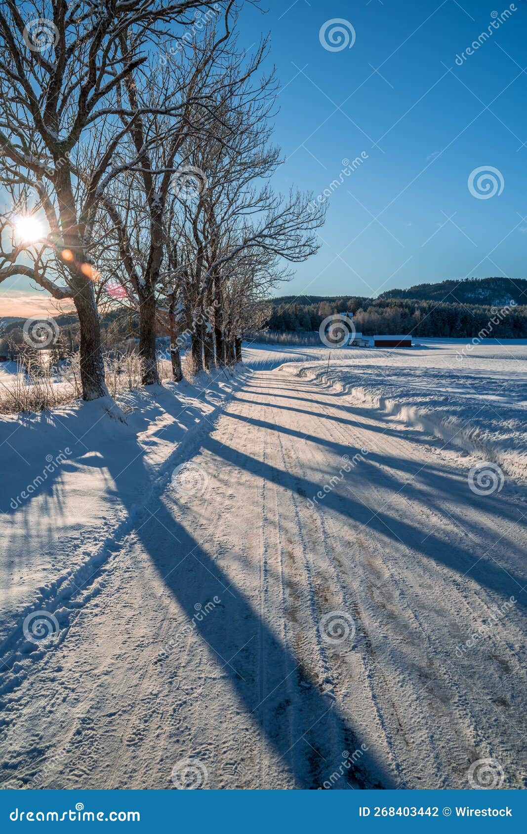 Snow Covered Path Surrounded by Trees Stock Photo - Image of cold ...