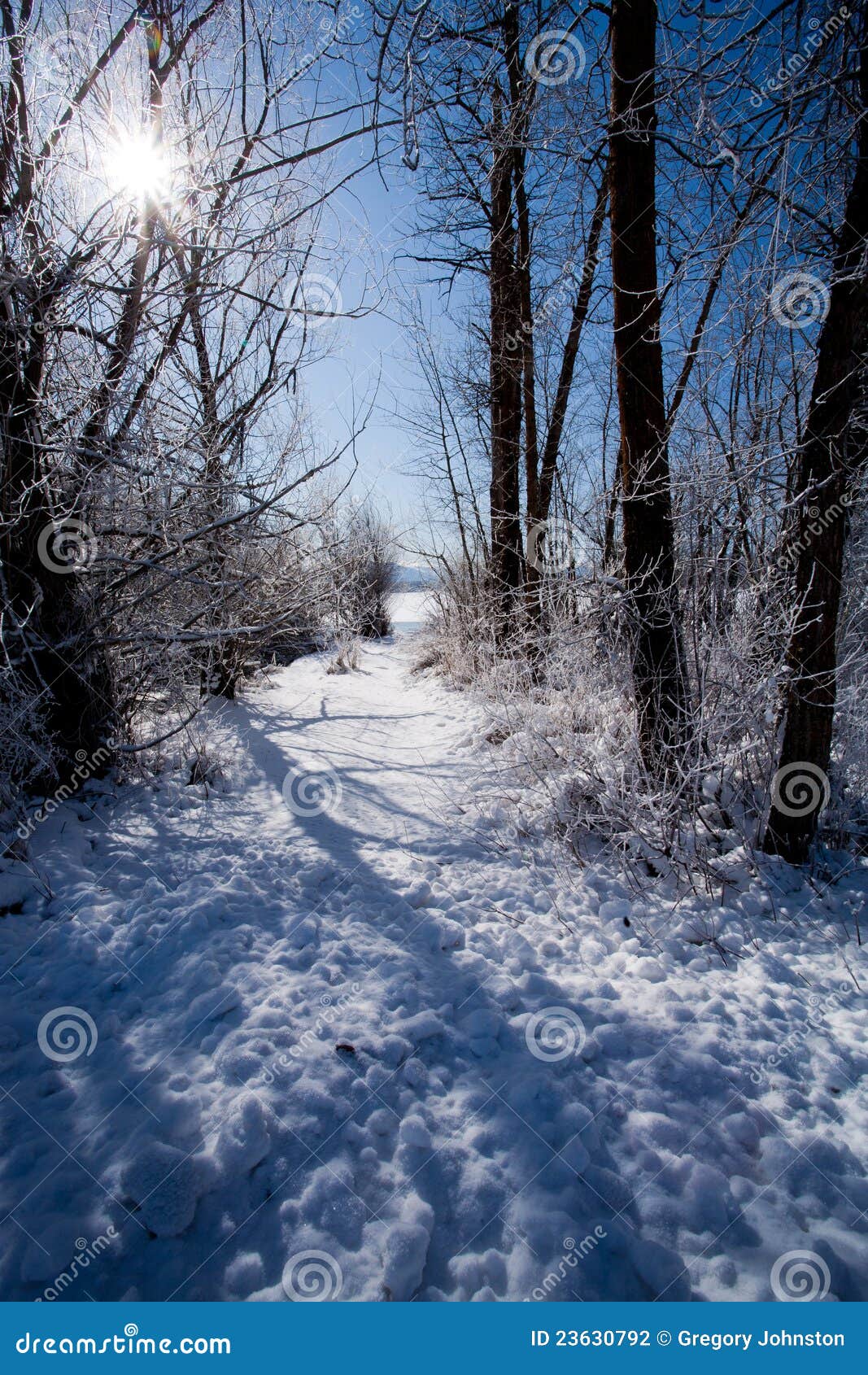 Snow Covered Path through Trees. Stock Photo - Image of natural, tree ...