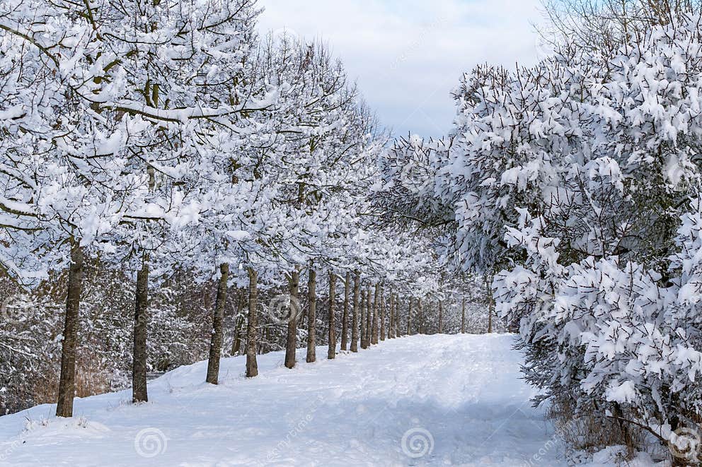 A Snow Covered Path with Trees in the Background. the Snow is Piled Up ...