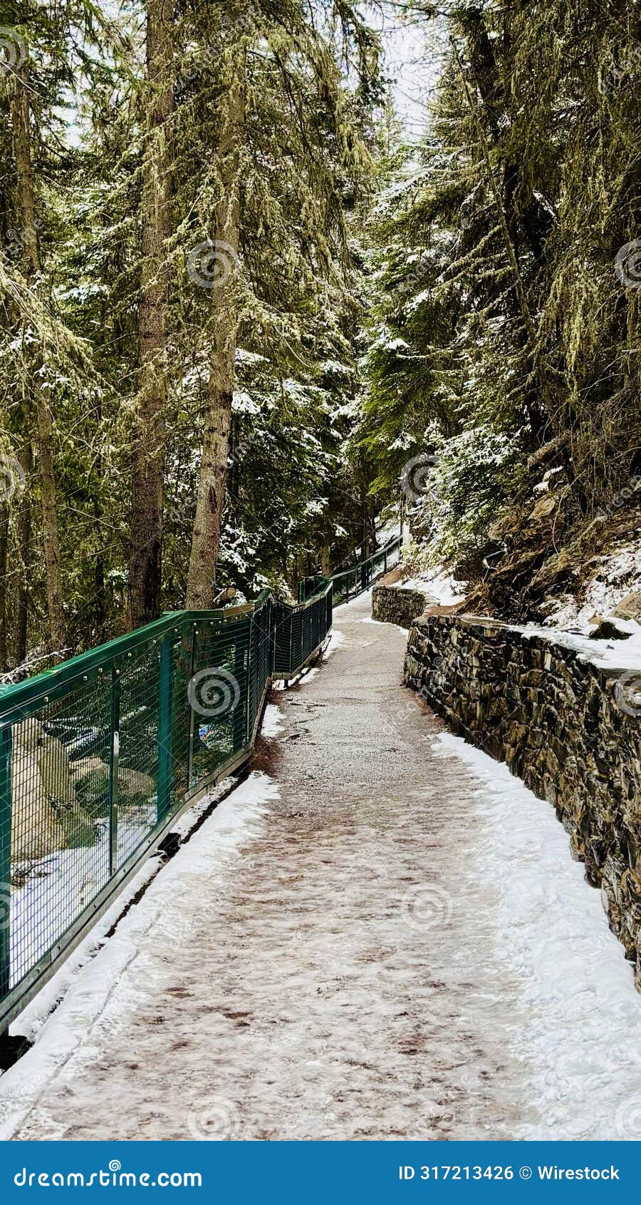 Snow-covered Path with Trees on Either Side in a Wintry Forest Stock ...