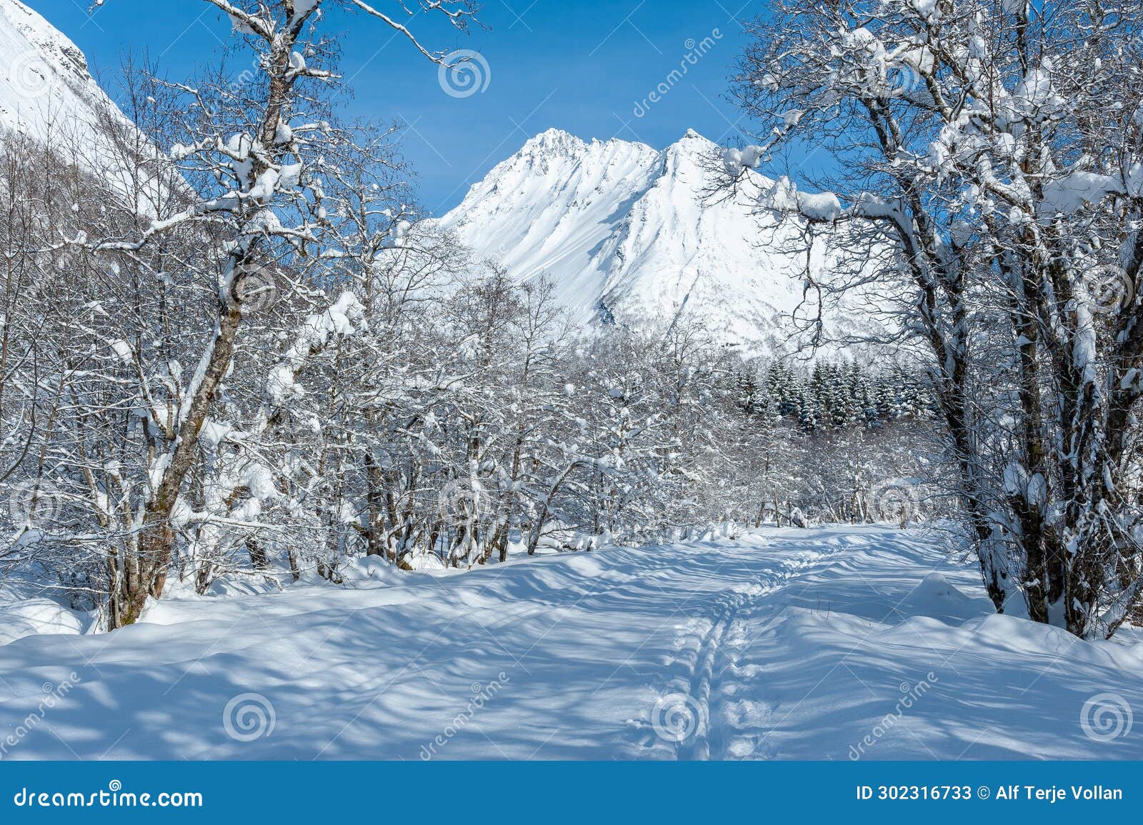 A Snow Covered Path with Trees and a Mountain in the Background Stock ...