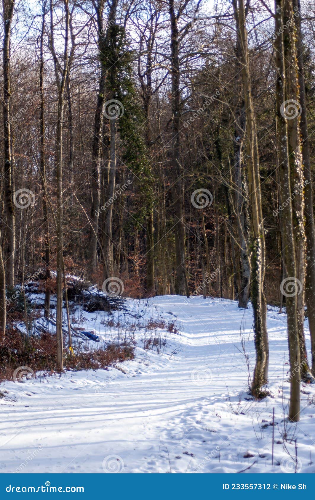 Snow Covered Path and Trees in Winter Stock Photo - Image of winter ...