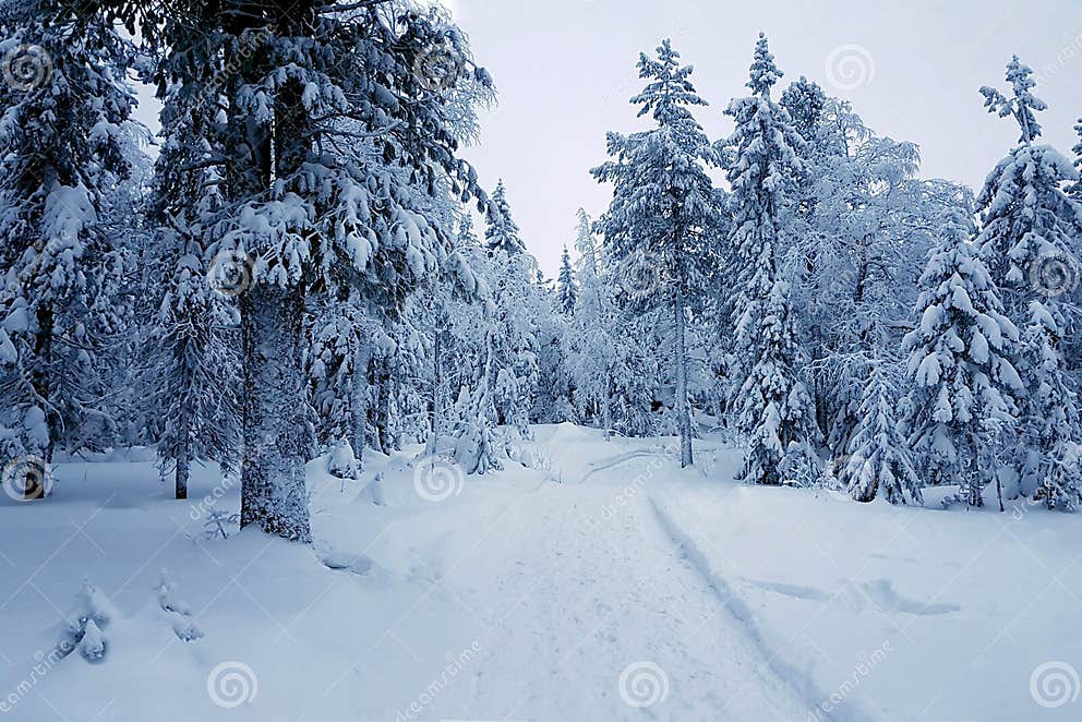 Snow Covered Path in the Winter Forest in the Evening Stock Photo ...