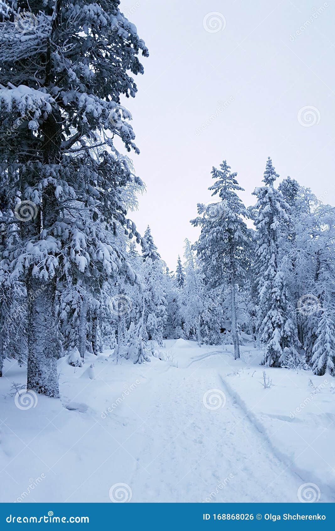 Snow Covered Path in the Winter Forest in the Evening Stock Photo ...