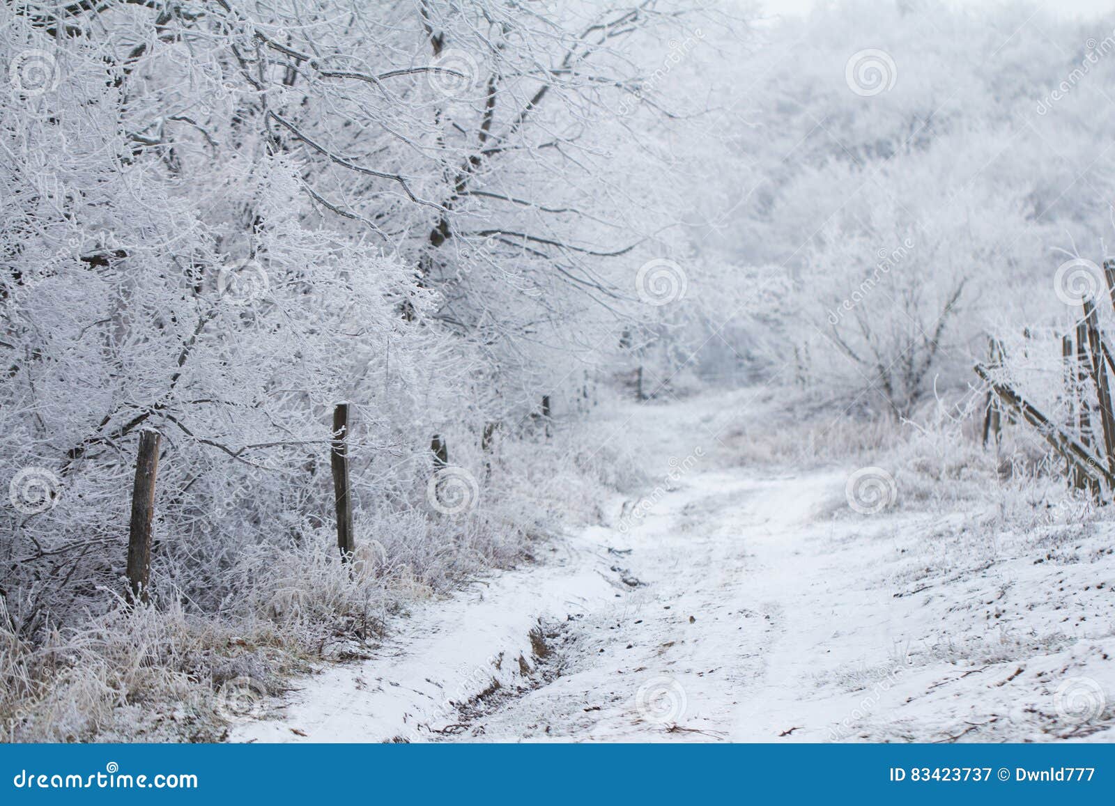 Snow Covered Path in Winter Forest Stock Image - Image of rural, nature ...