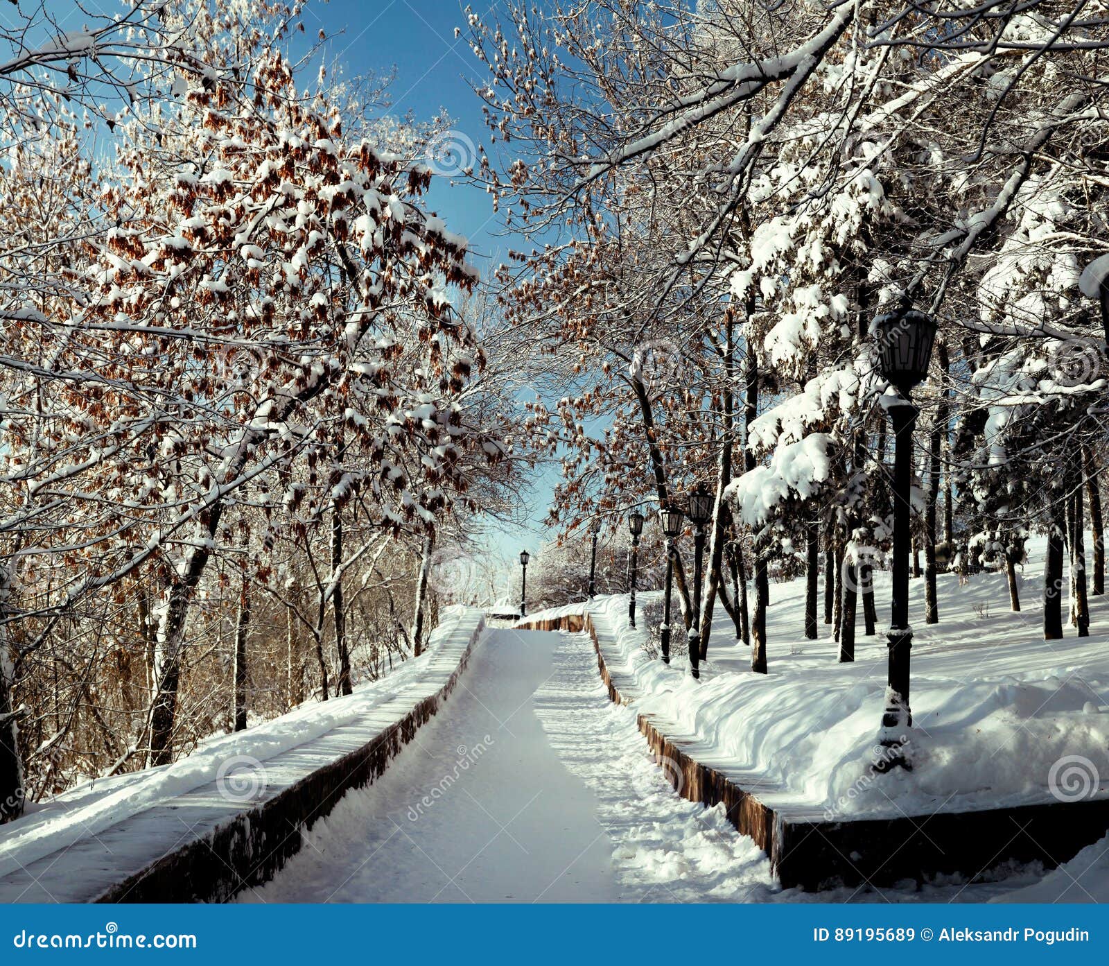 Snow-covered Path in Winter Park among Bare Trees Stock Image - Image ...