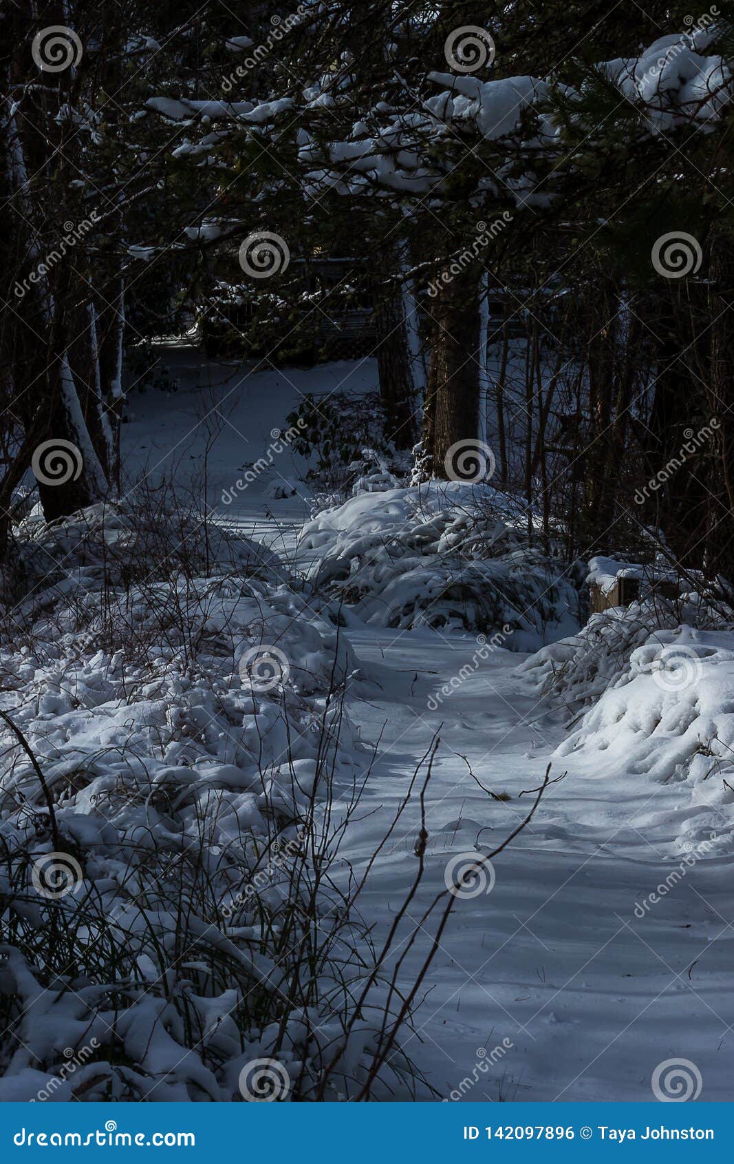 Snow Covered Pathway in the Forest Stock Photo - Image of outdoor ...