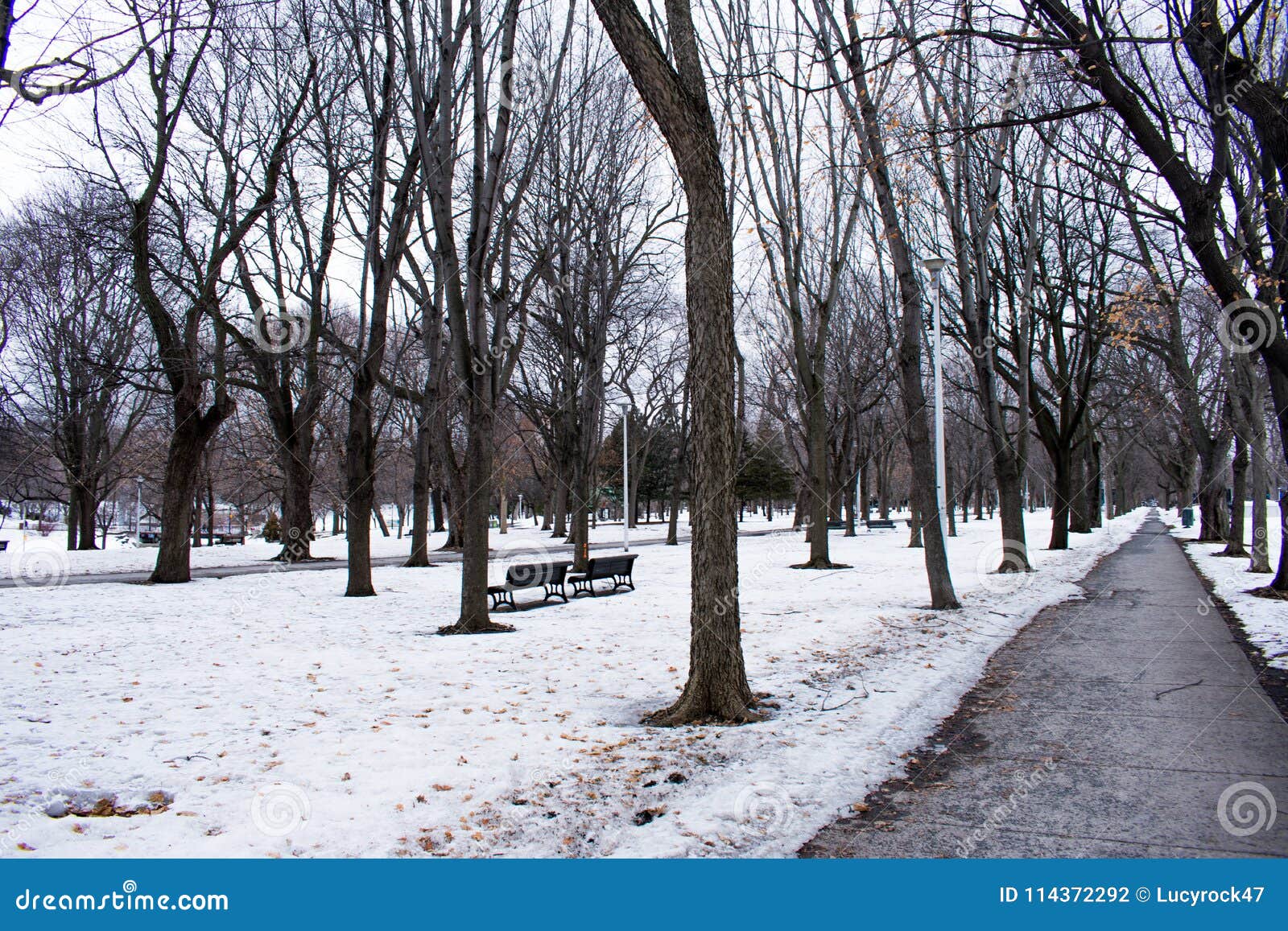 A Snow Covered Pathway Leading through a Park, Tree Lined Stock Photo ...