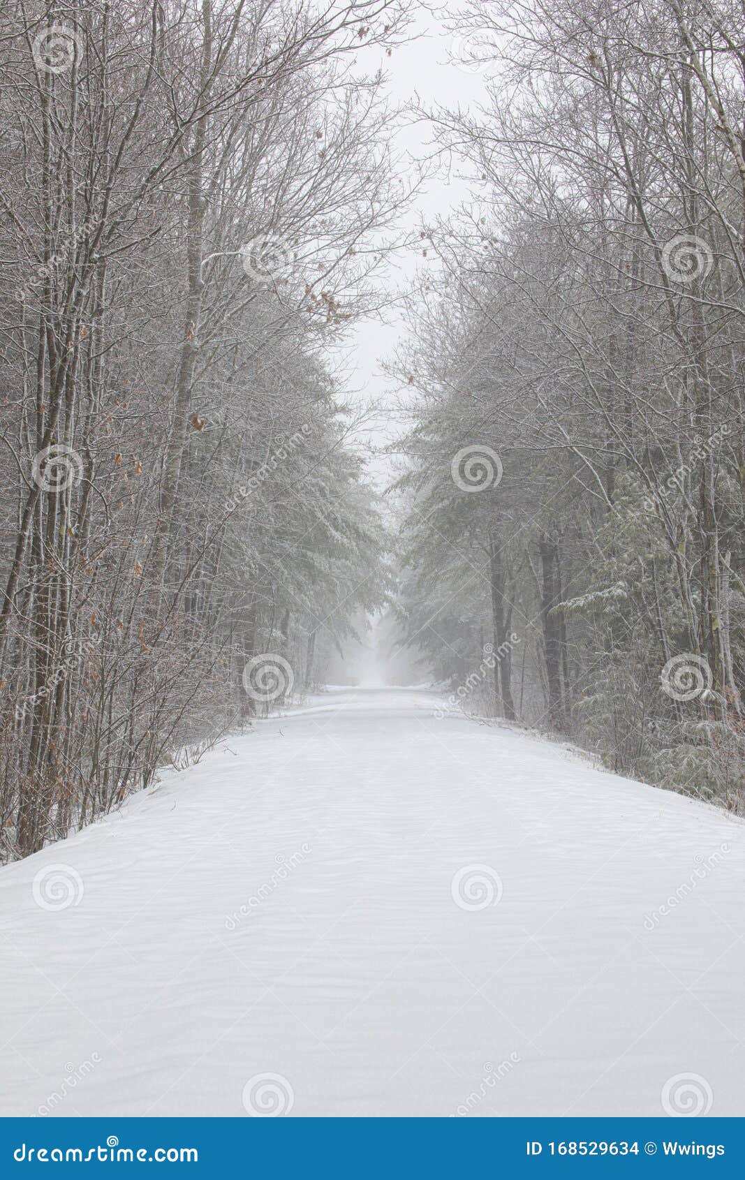 Snow covered pathway stock photo. Image of frozen, scene - 168529634