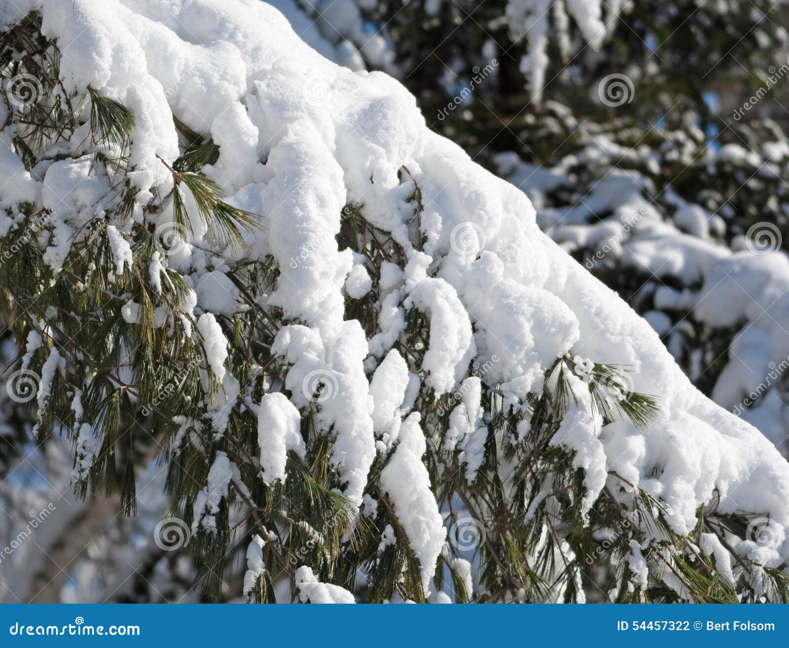 Snow covered pine bough stock photo. Image of landscape - 54457322
