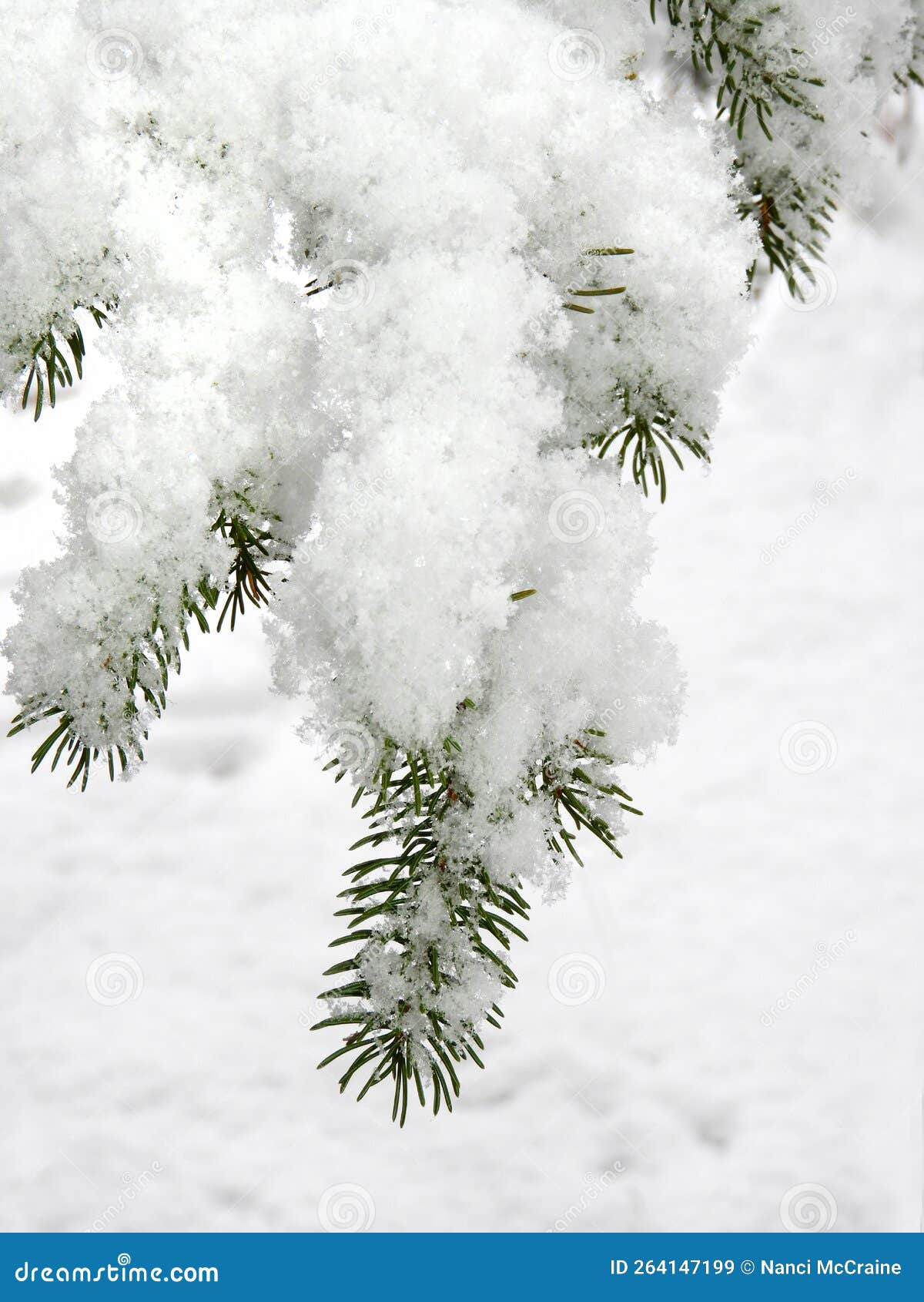 Snow Covered Pine Branch after Snowstorm Stock Image - Image of season ...