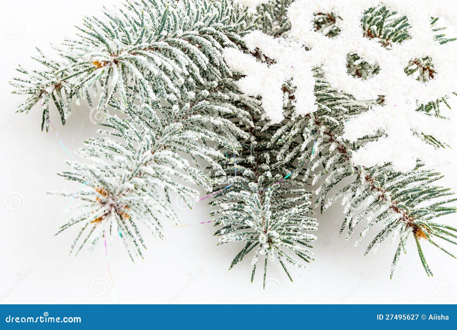 Snow-covered pine branch stock image. Image of branch - 27495627