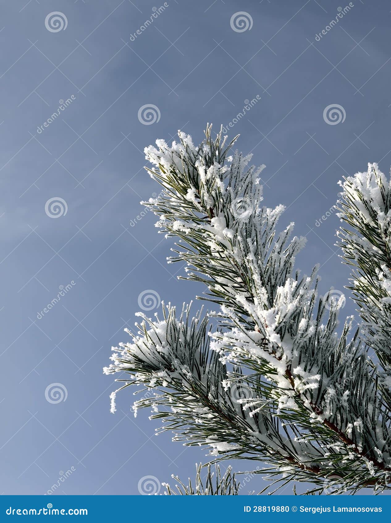 Snow covered pine branch stock photo. Image of flora - 28819880
