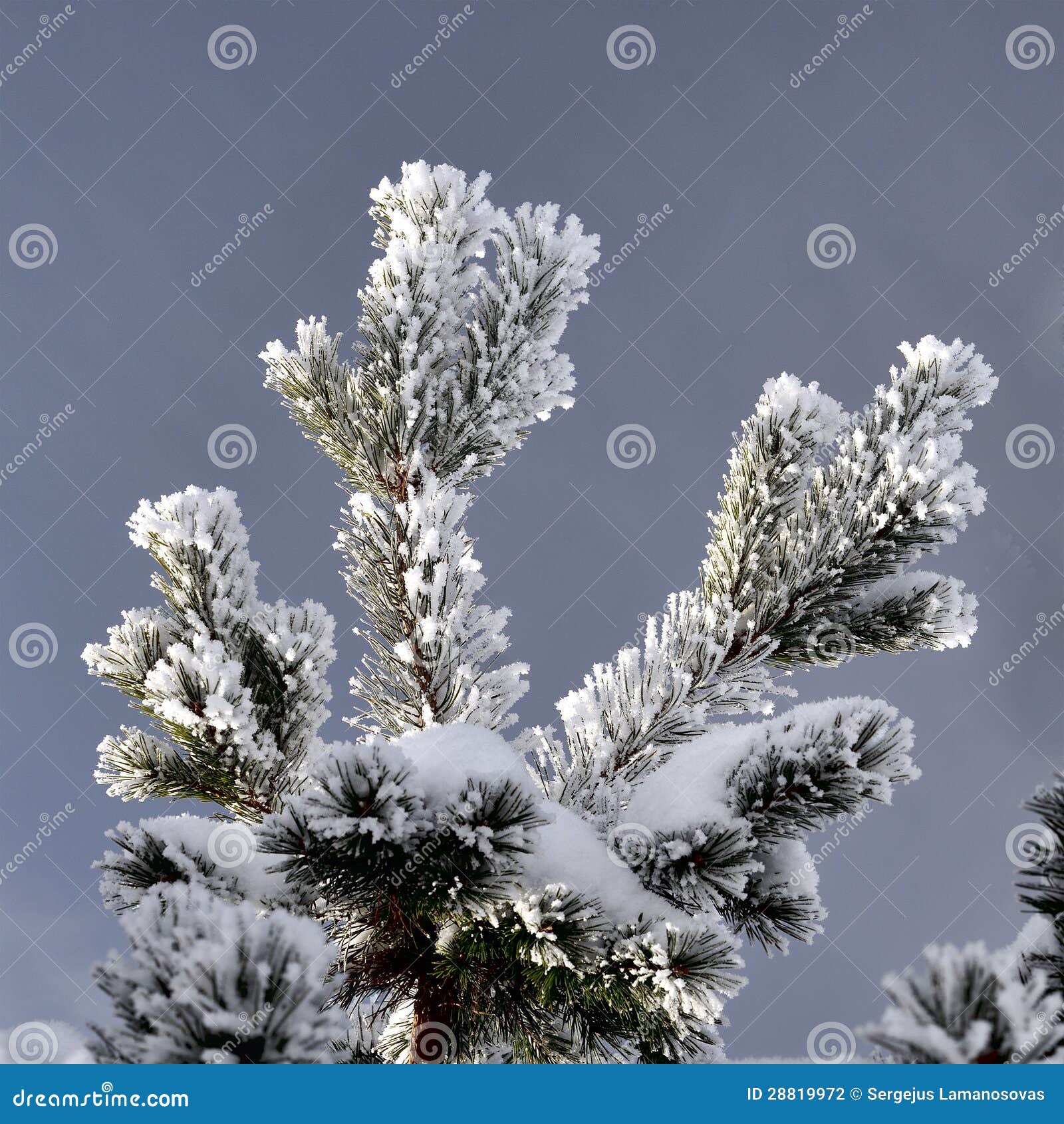 Snow covered pine branch stock photo. Image of nature - 28819972